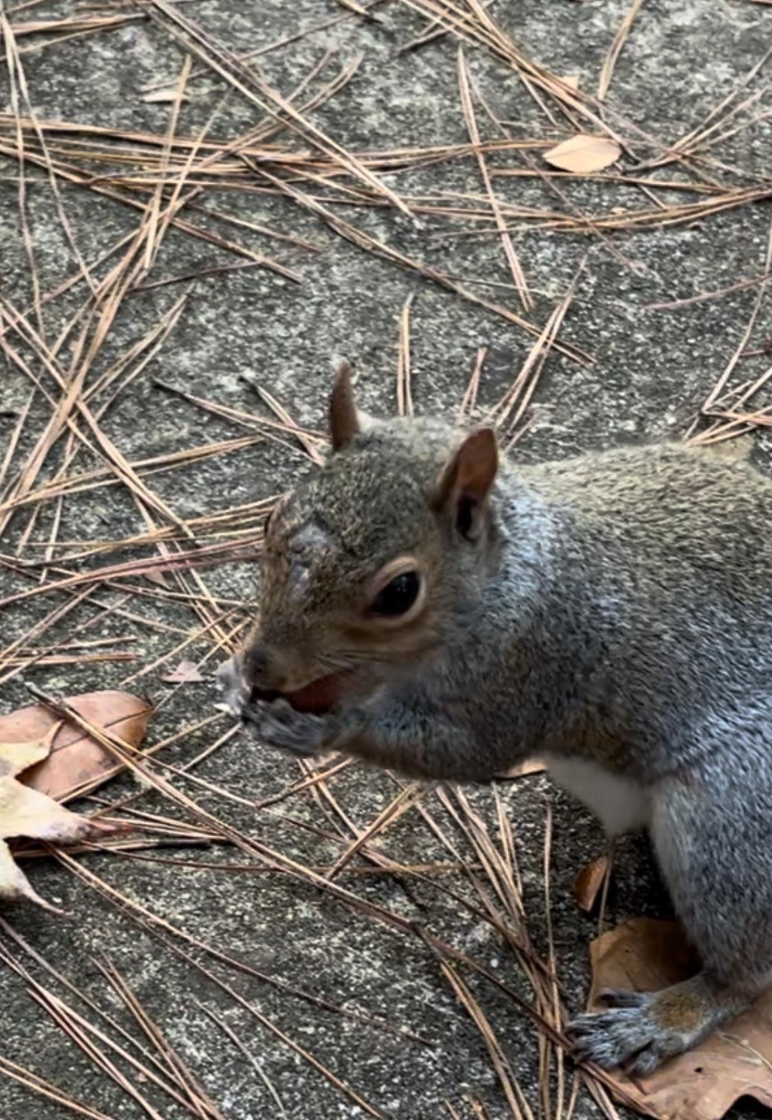 Update on the squirrel with the head lump | Scrolller