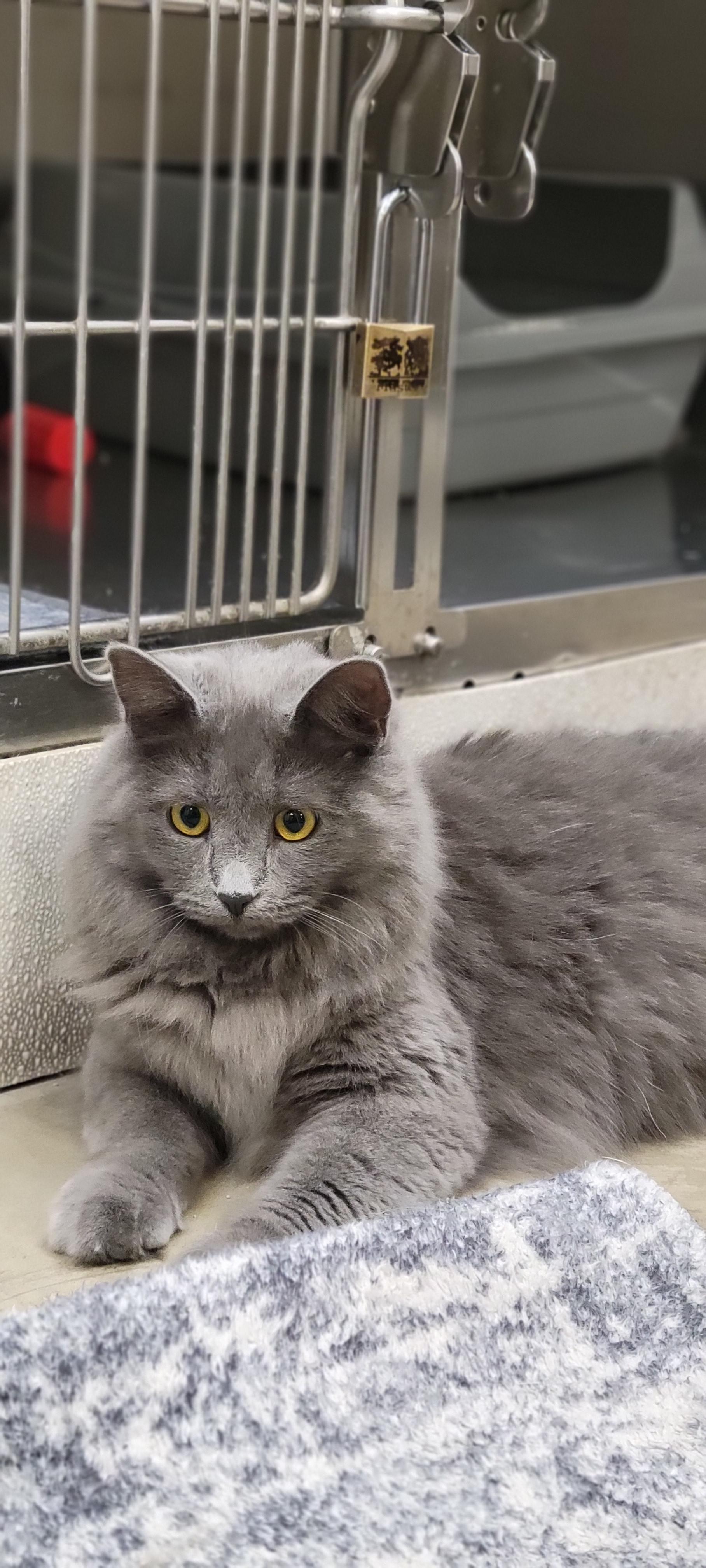 These siblings are too fluffy (oc) | Scrolller