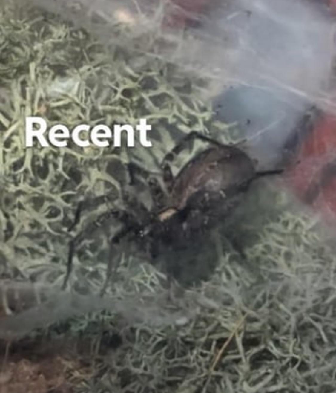 What species is she and why does she look like a completely different spider | Scrolller