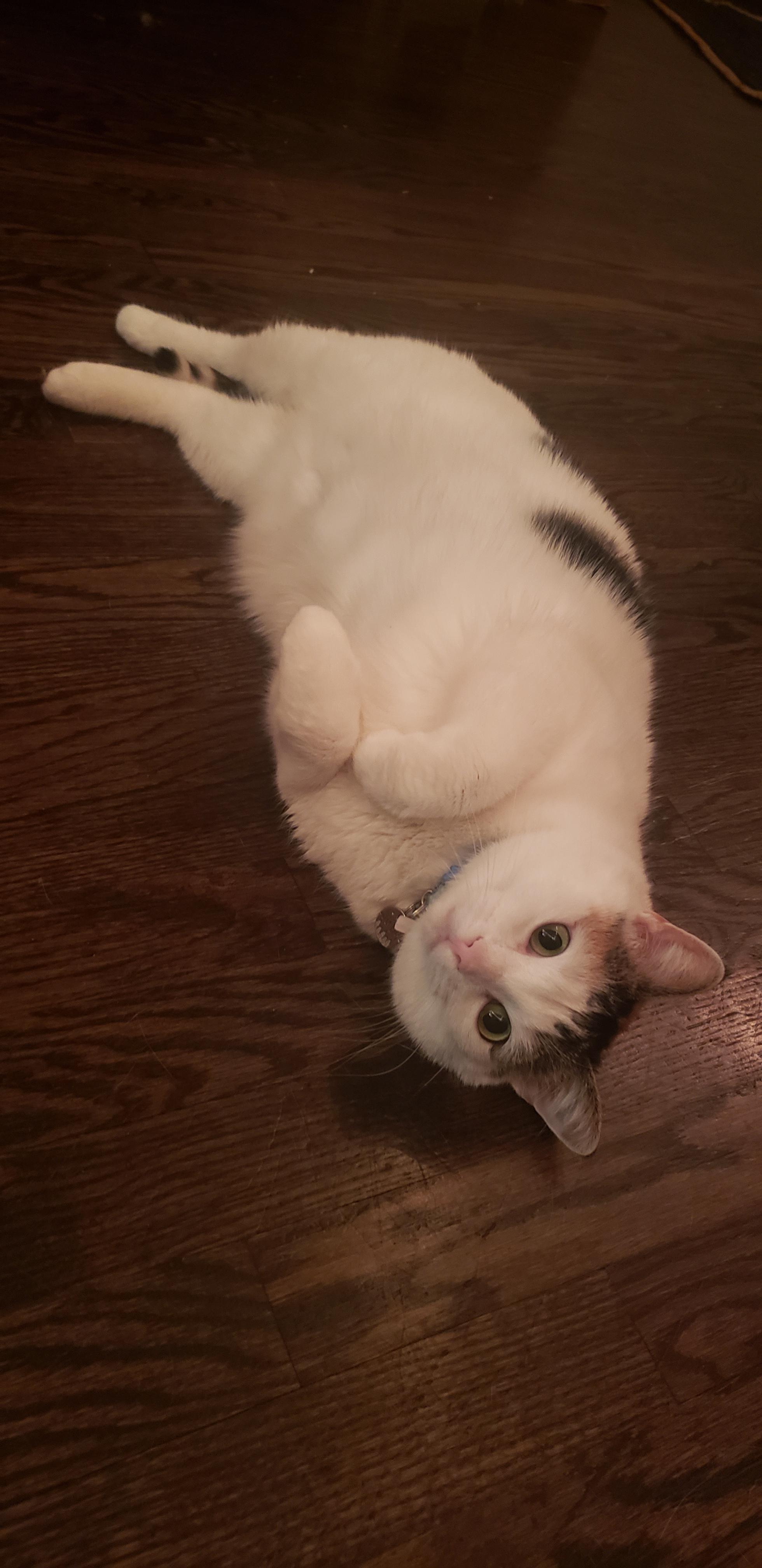 Calico Khajiit: If I could create my cat Judy in Oblivion | Scrolller