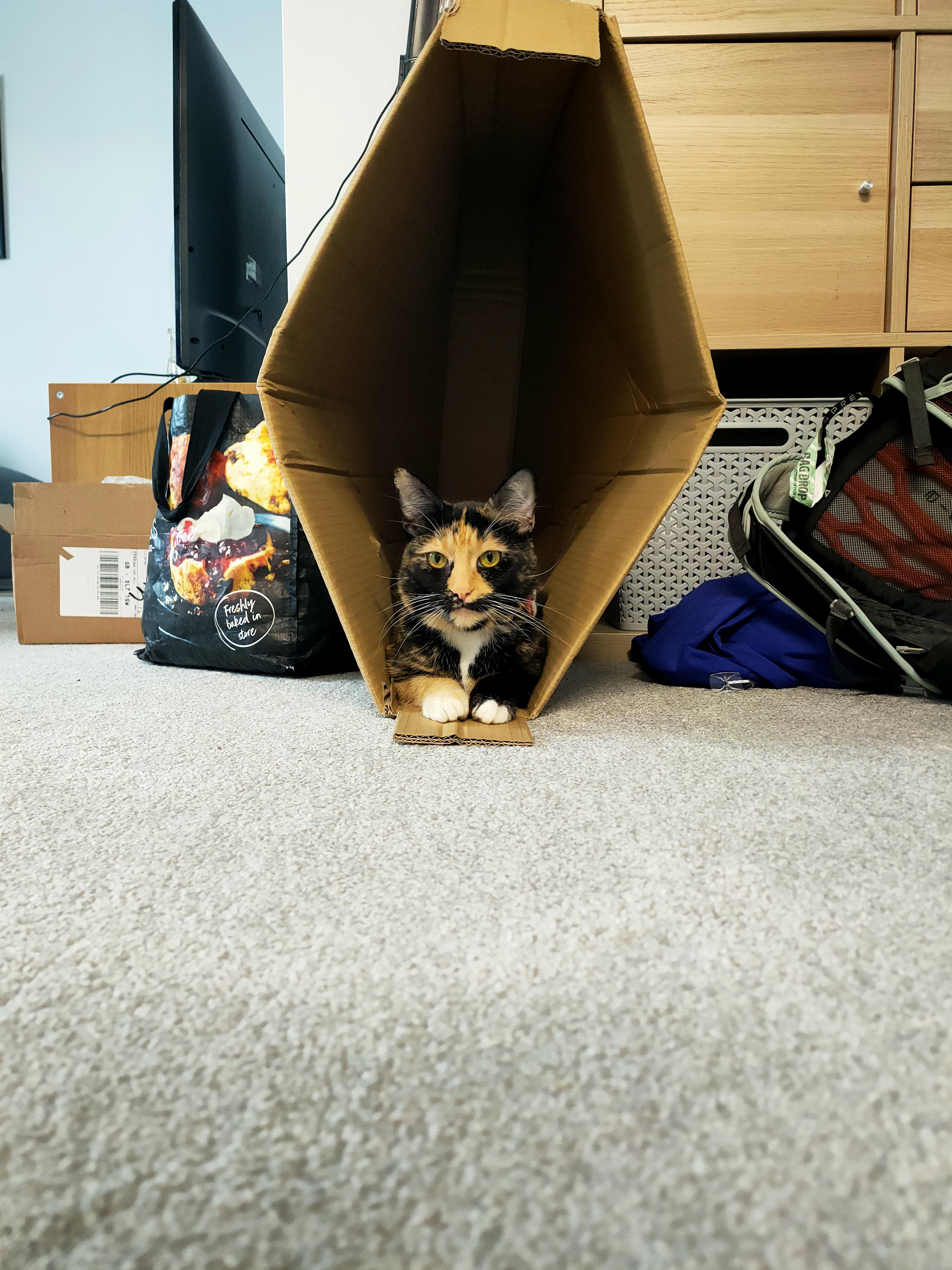 She made this box her own diamond shaped cave | Scrolller