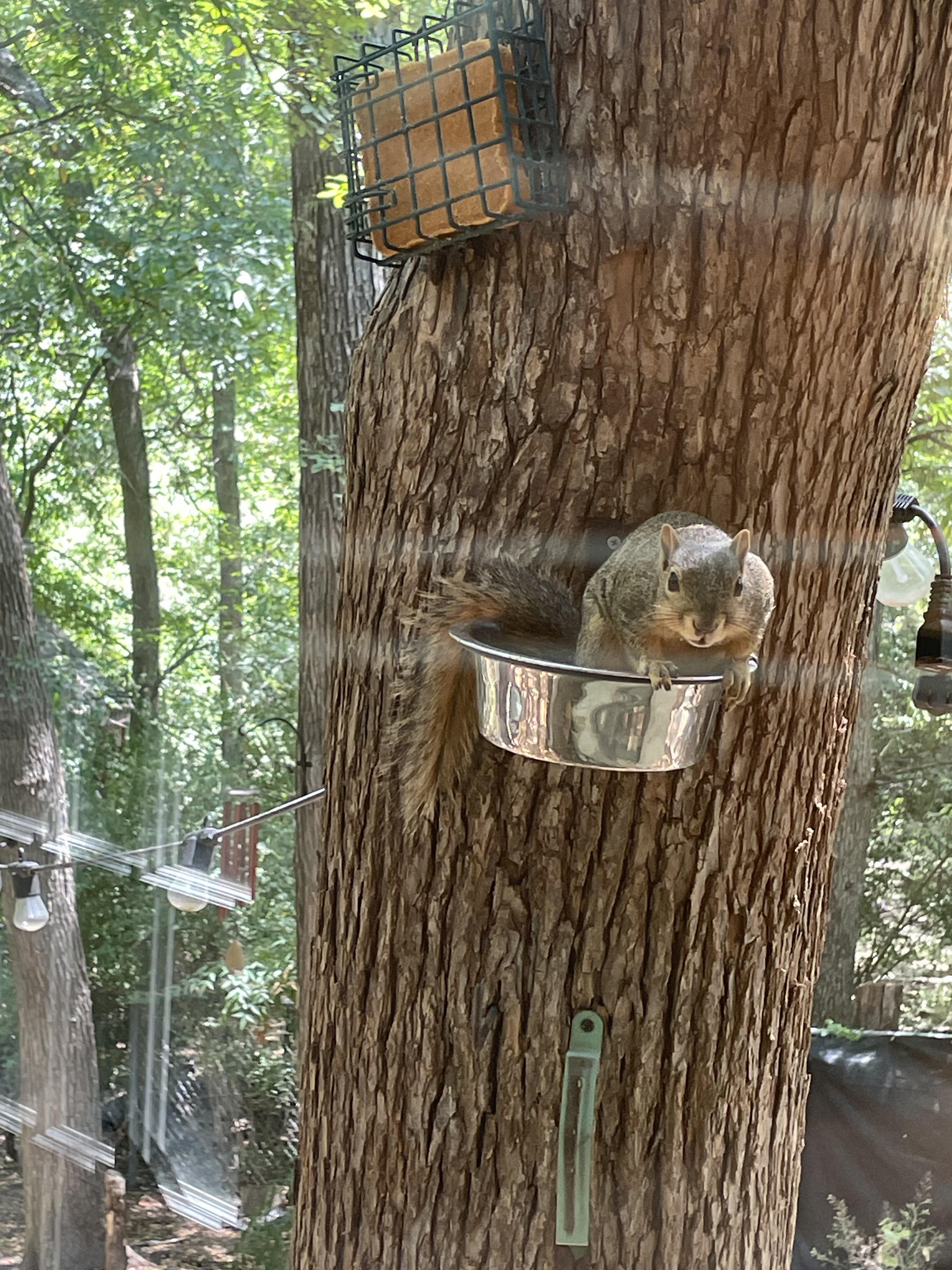 Squirrels Strike Summer Poses | Scrolller