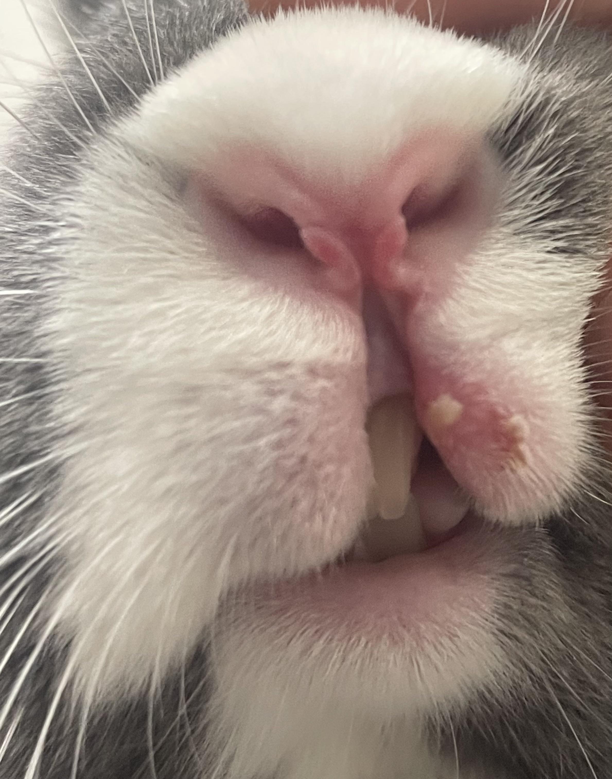 Bunny with sore on lip :( | Scrolller