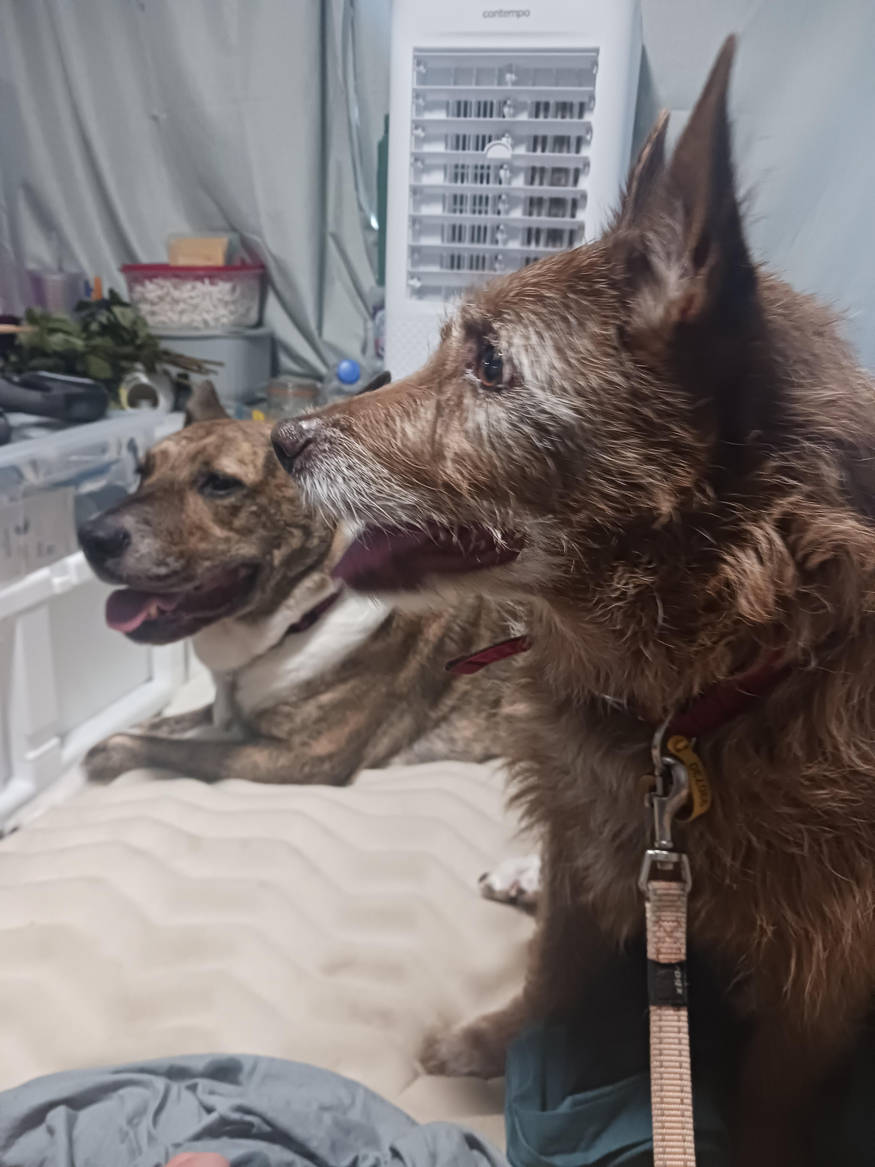 Cross breeds are interesting | Scrolller