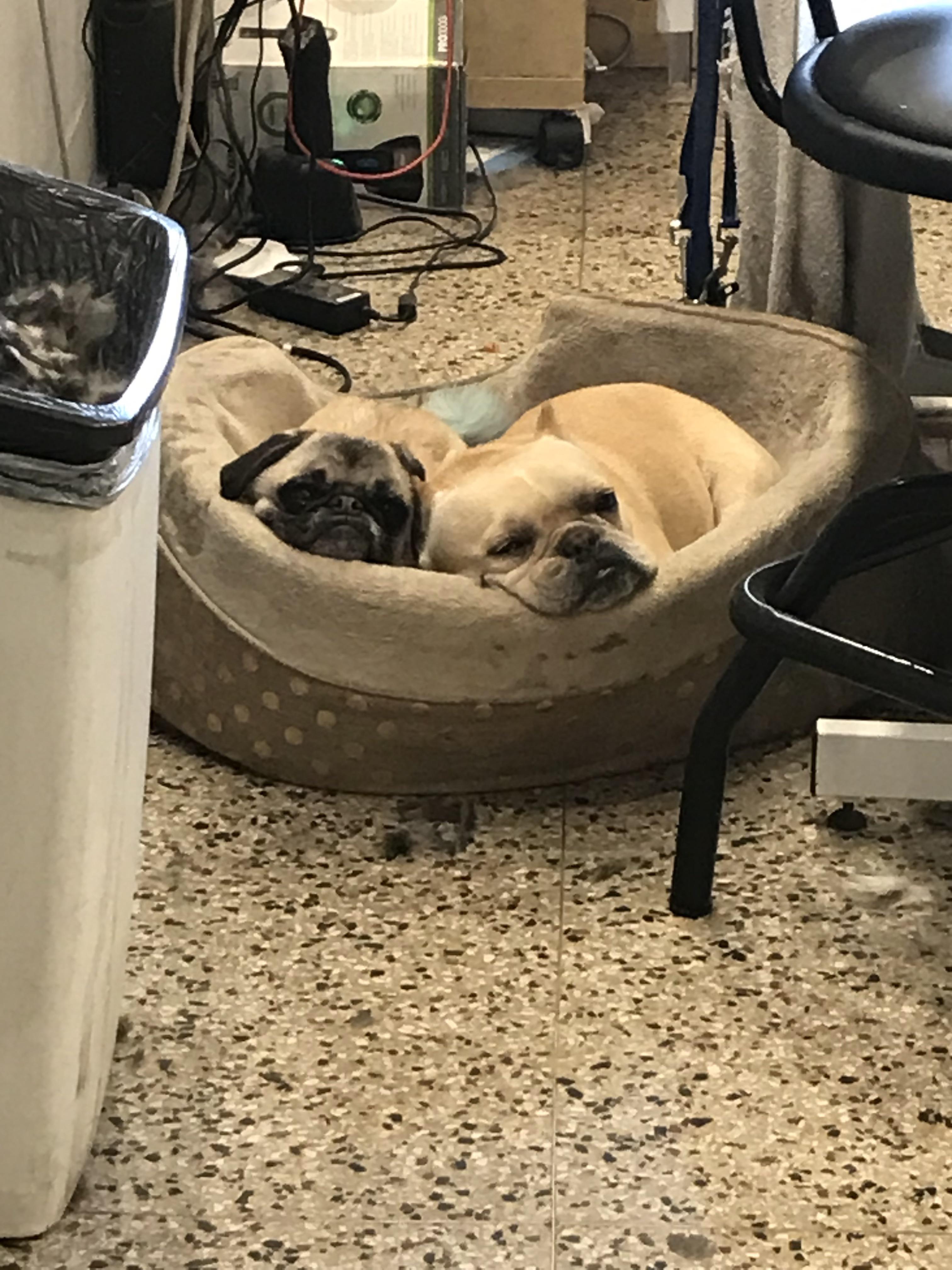 Gordon; the pug. | Scrolller