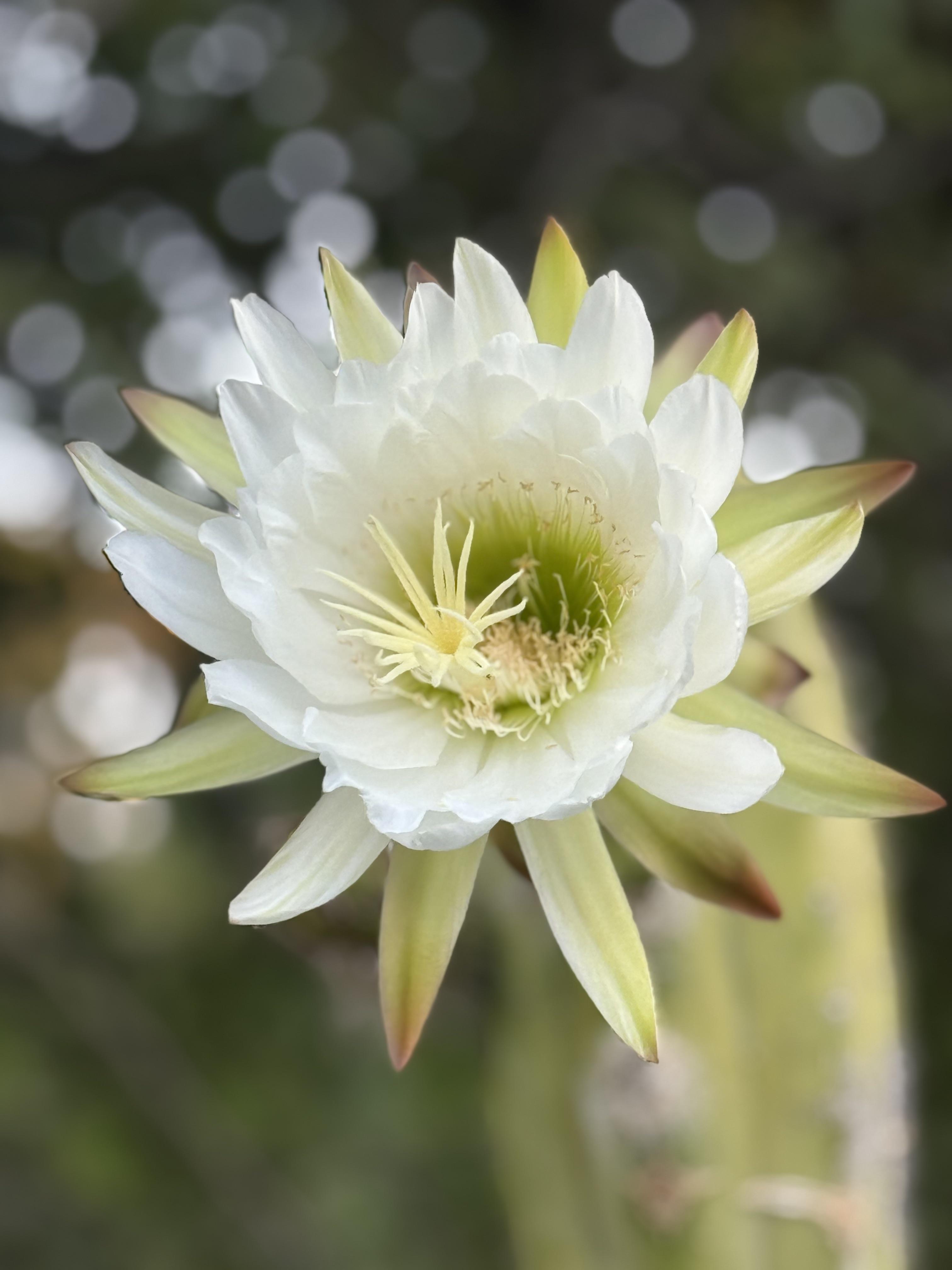 Flowers! | Scrolller