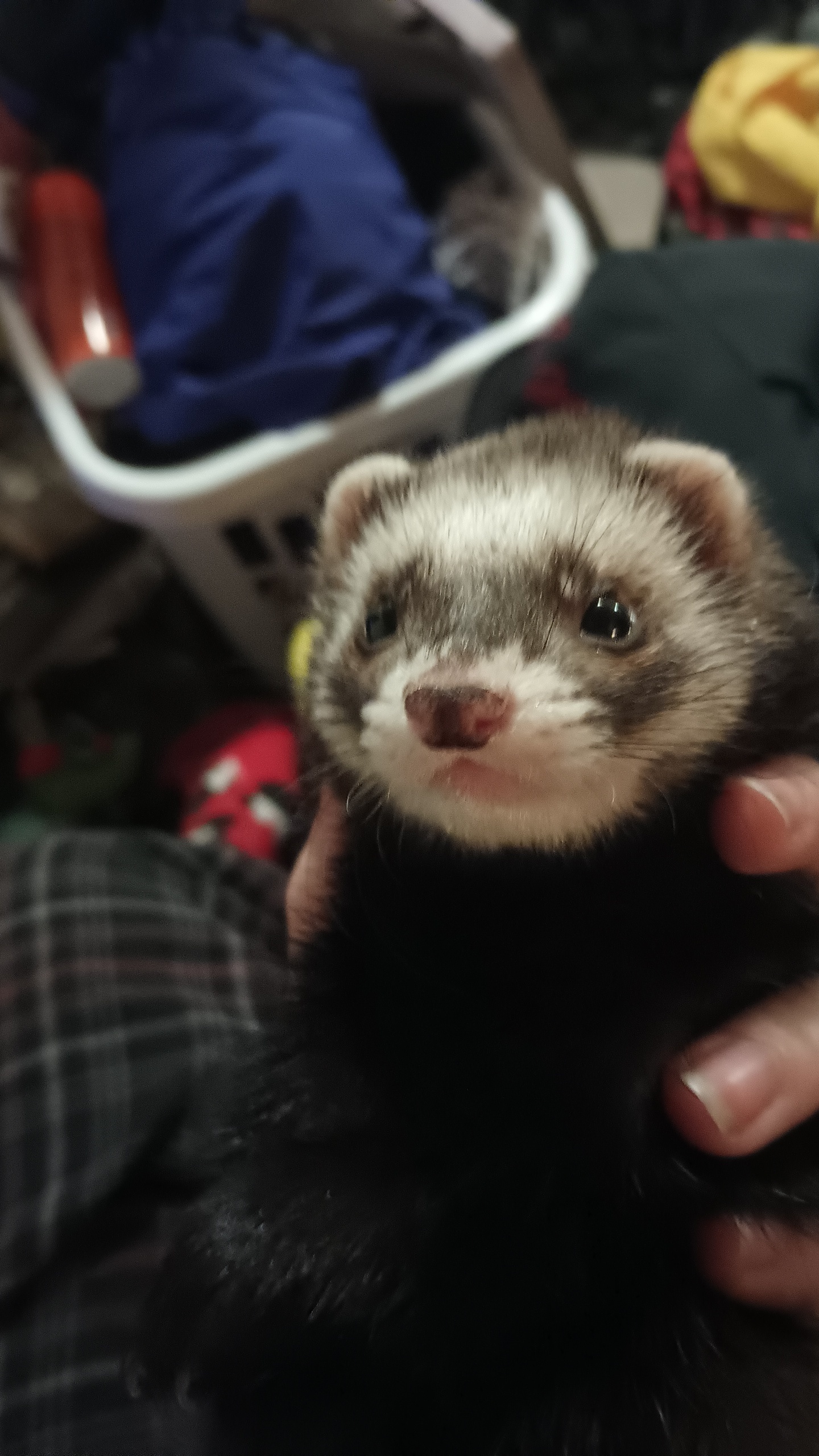 Happy birthday to my macy | Scrolller