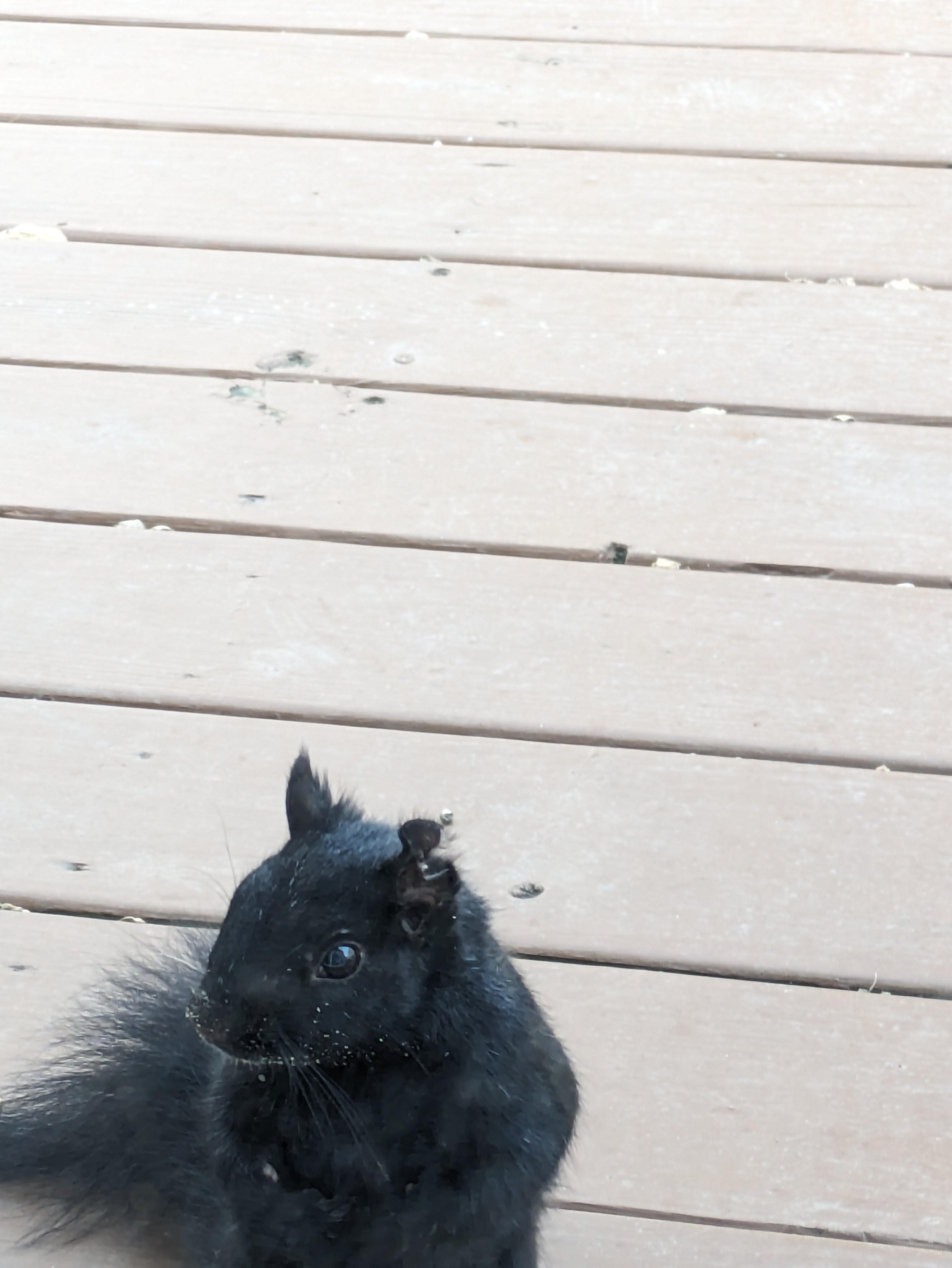 Poor guy about lose half his ear. | Scrolller