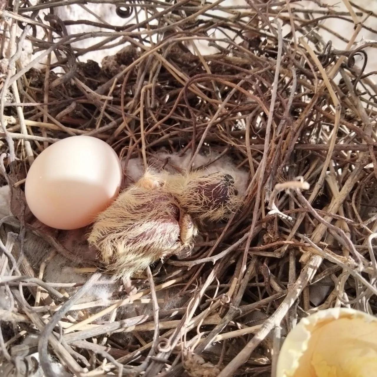 Evolution of a nest [OC] | Scrolller