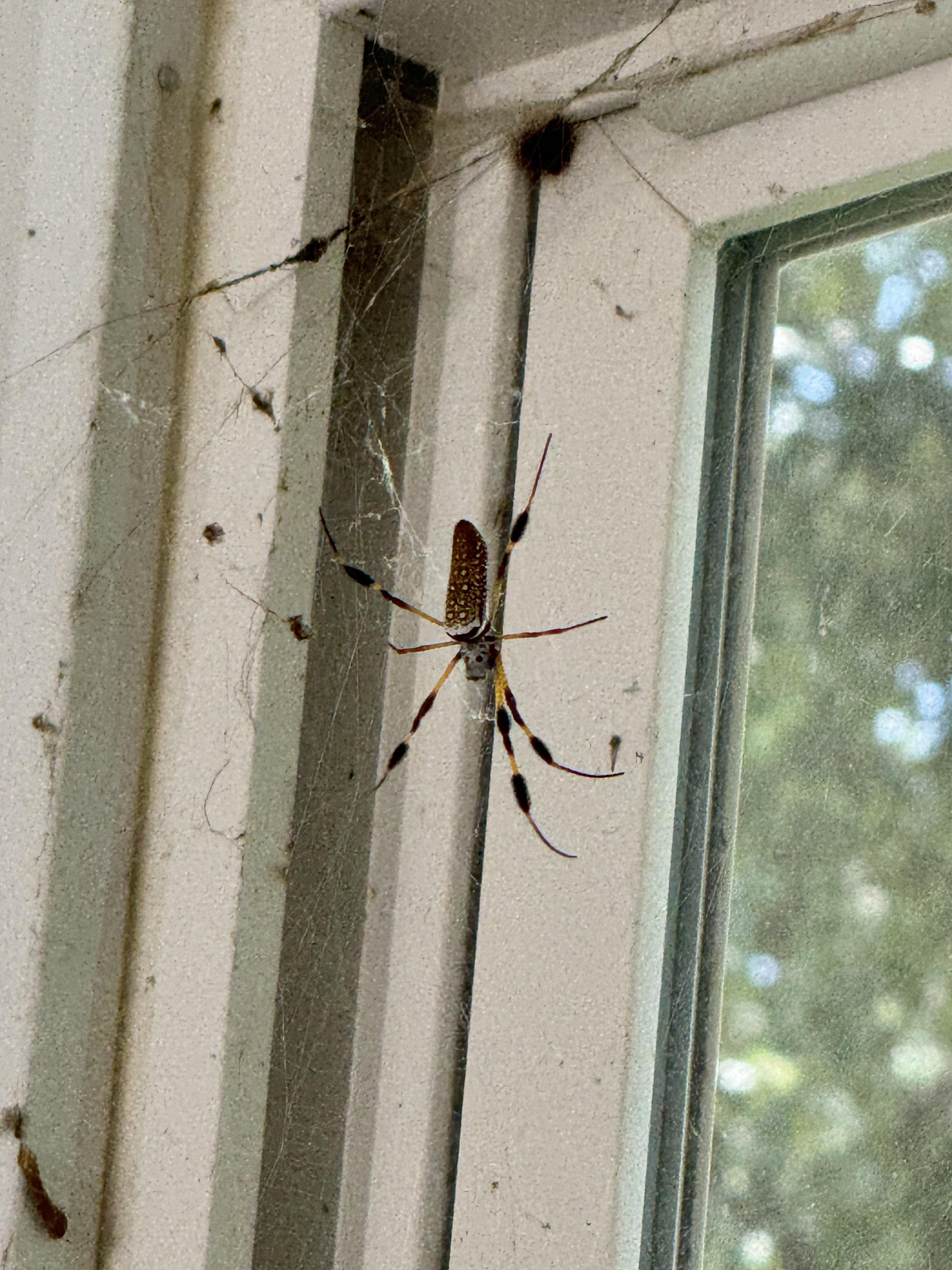 What is this spider? | Scrolller