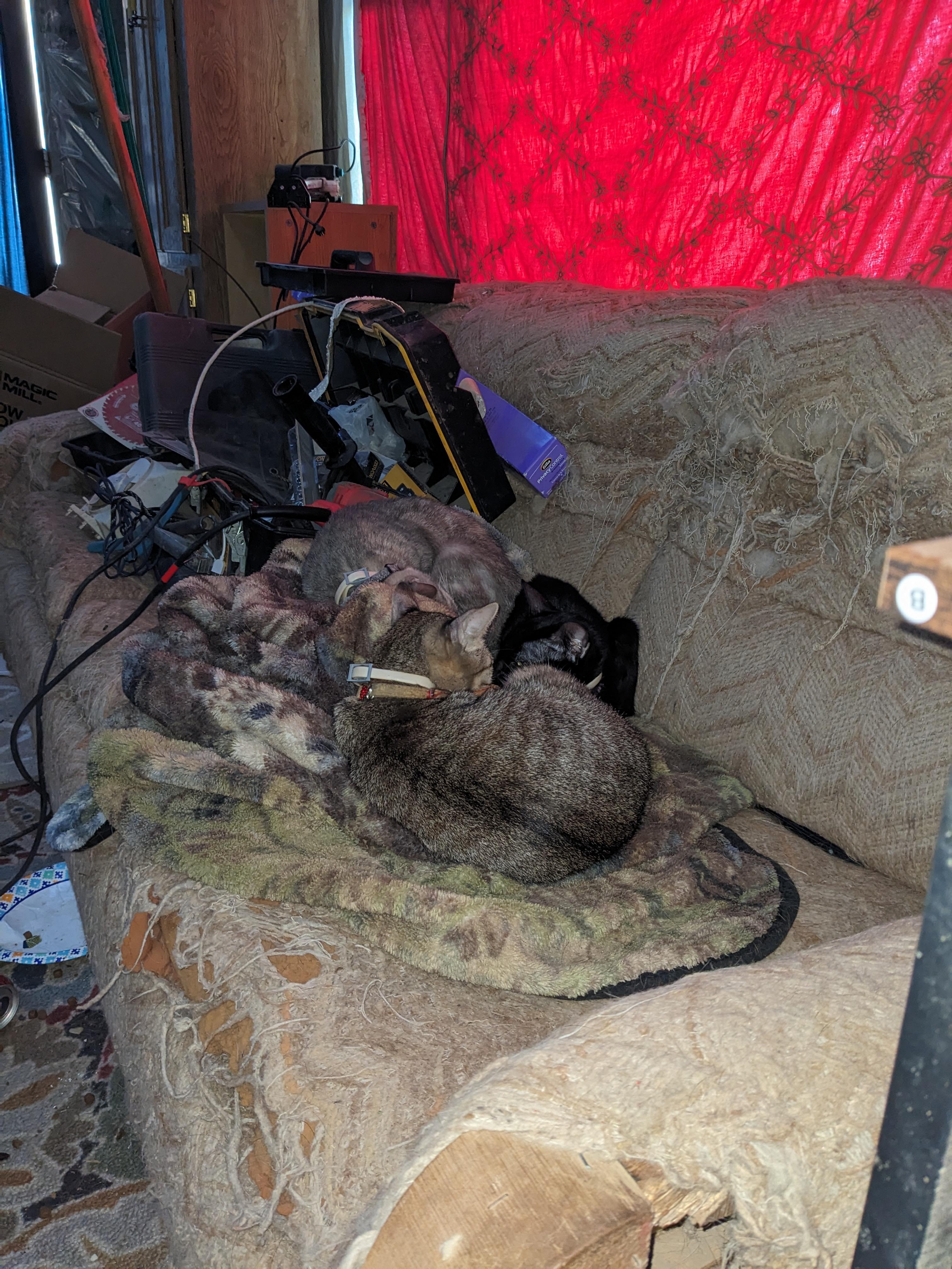 My trio of chaos, cuddling | Scrolller