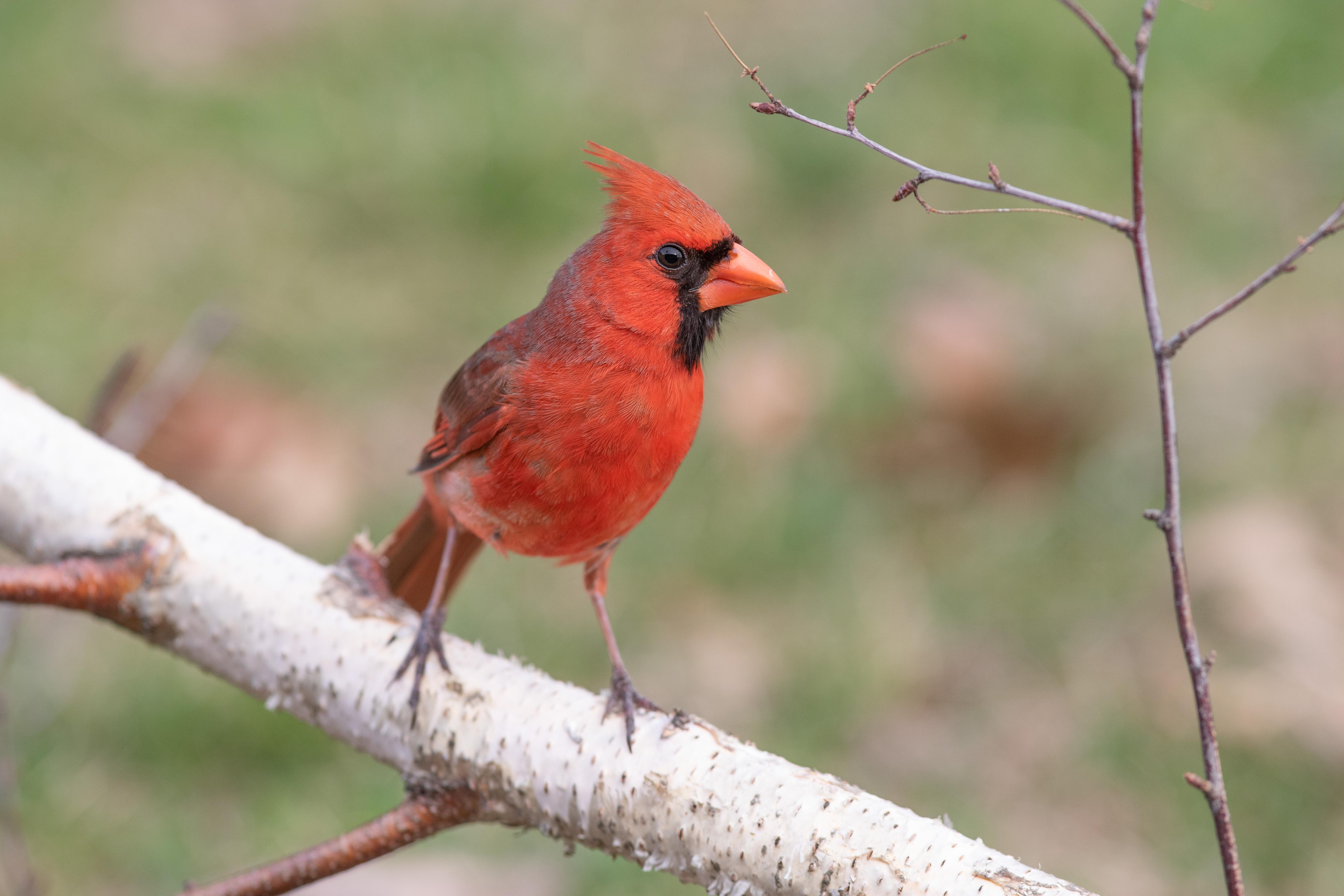 A Cardinal, some Sparrows and a Grackle | Scrolller