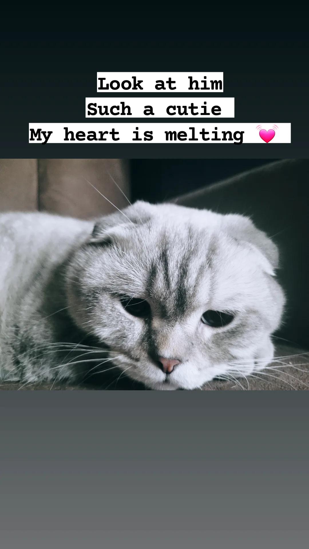 Theodore | Scrolller