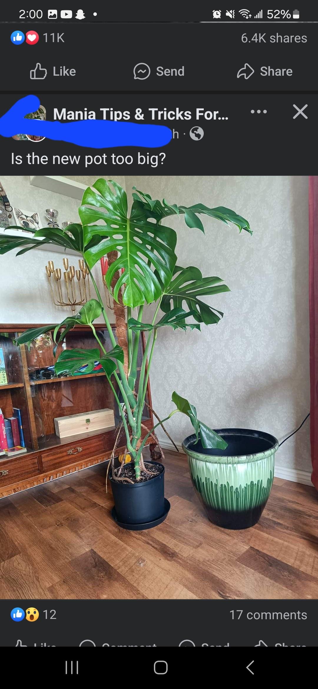 Monstera Growth | Scrolller