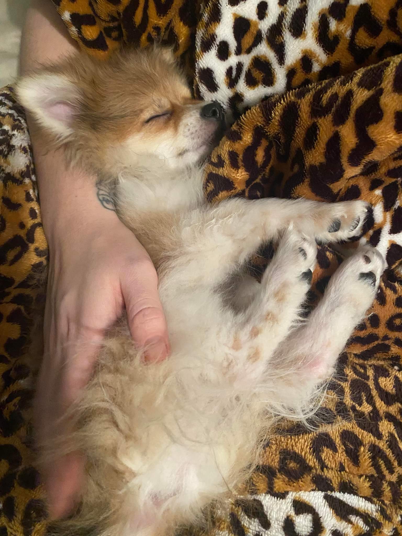 My pom is a baby brown fox with baby brown spots | Scrolller