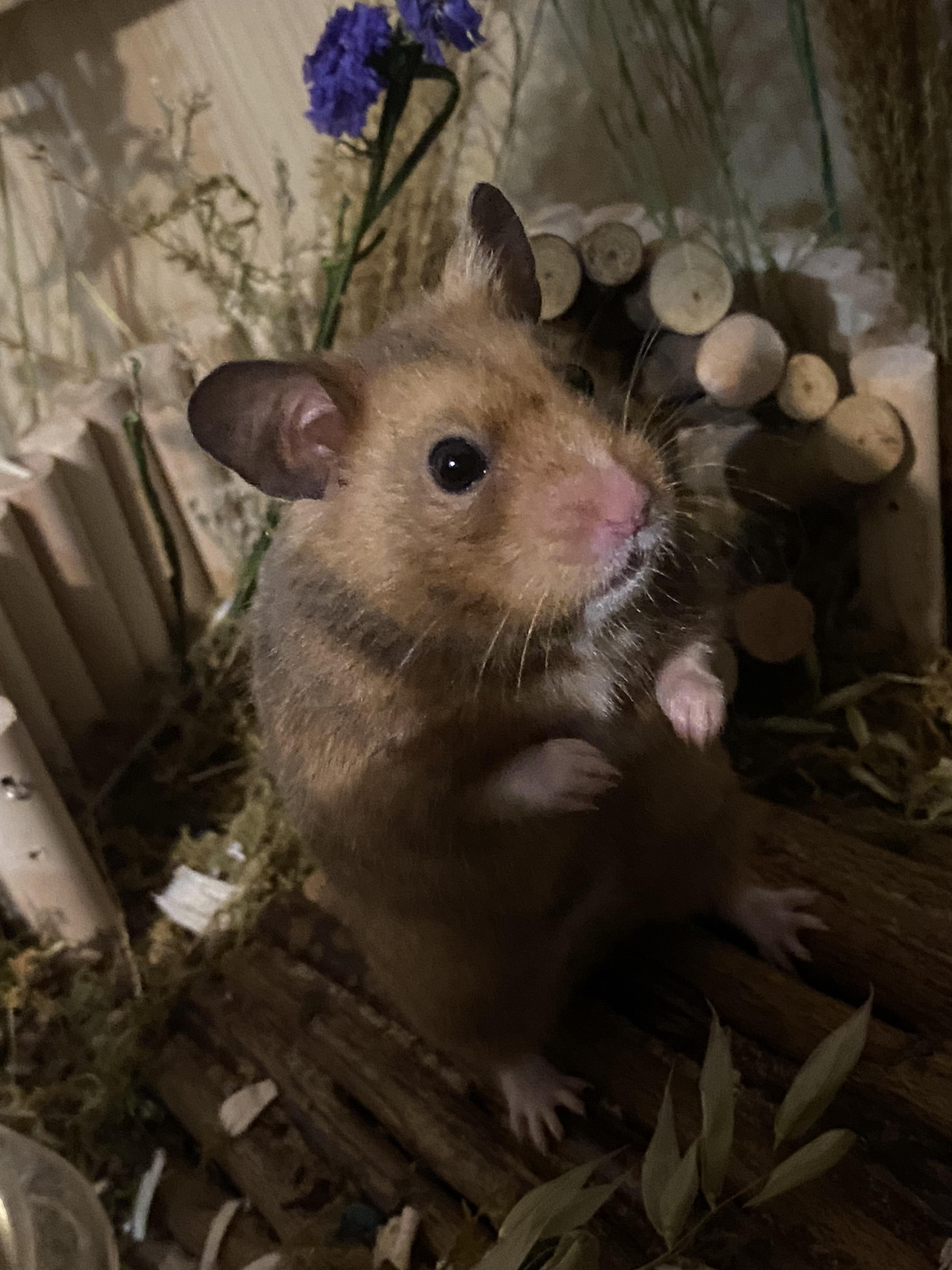 Arlo ️ | Scrolller