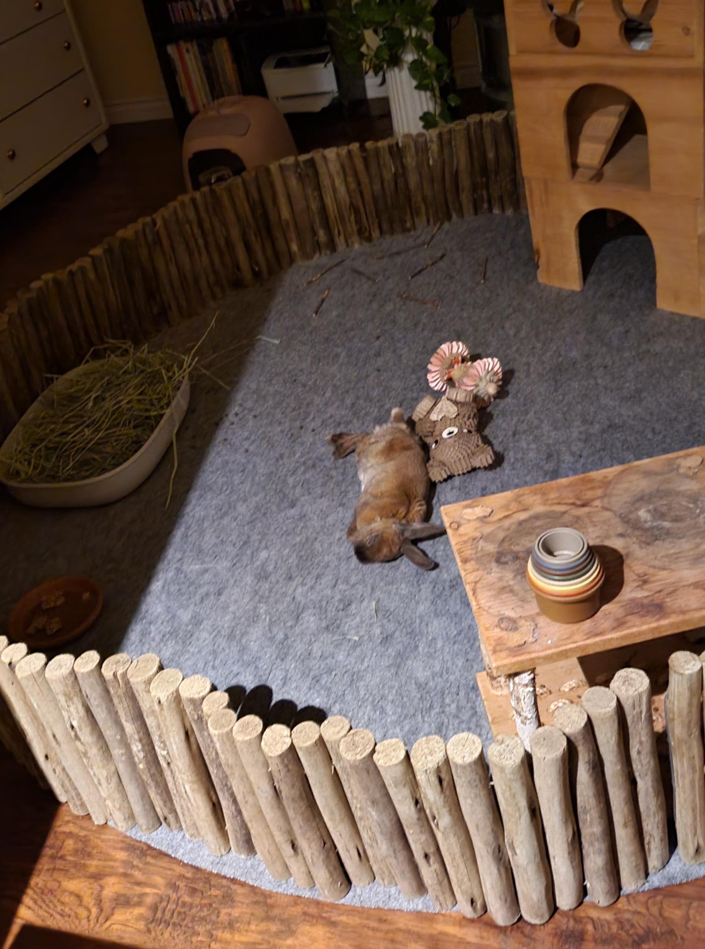 Got a new rug for my 13 year old bun | Scrolller