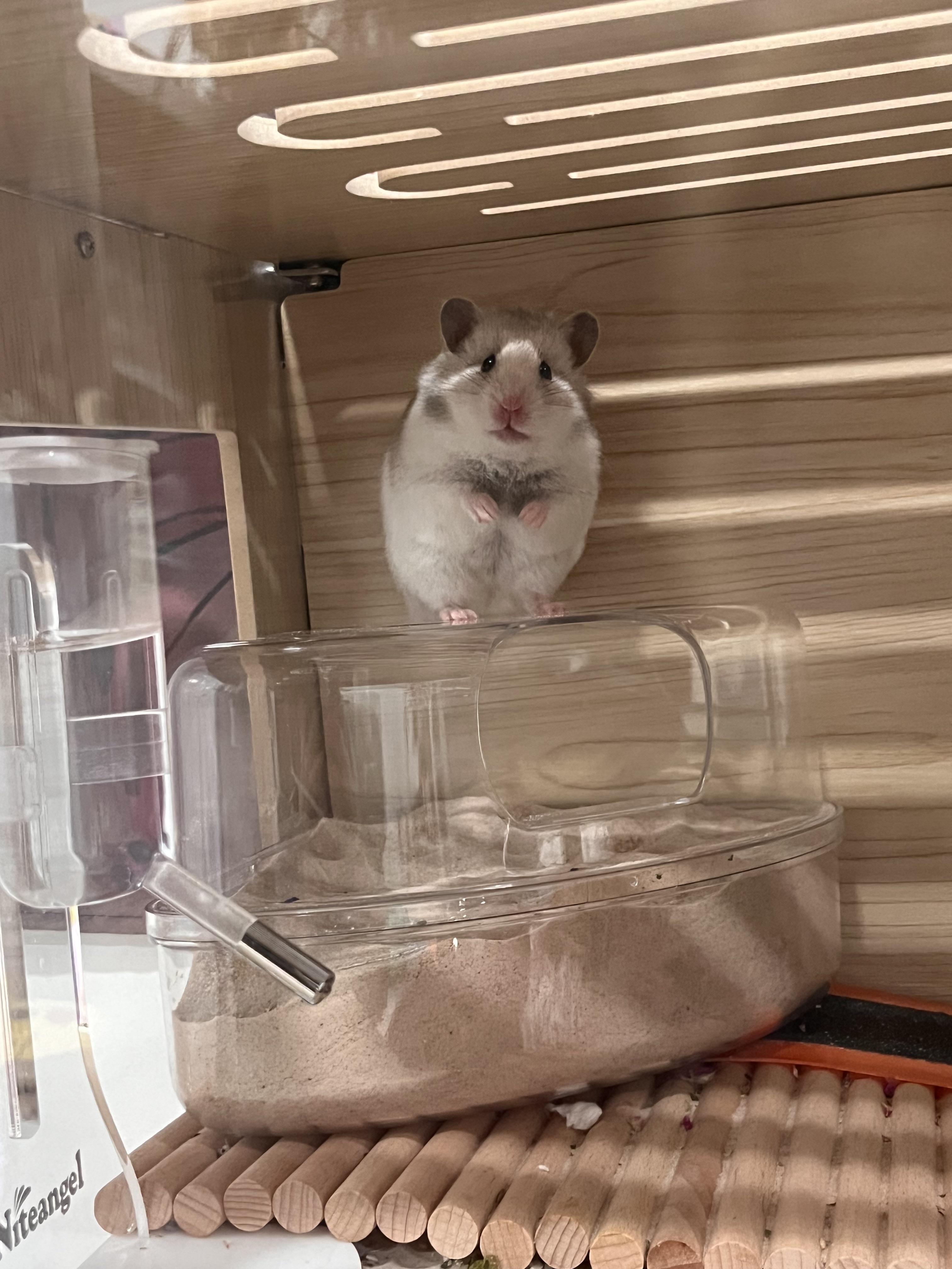 My mini dinosaur ️ Tofu is finally 1 years old | Scrolller