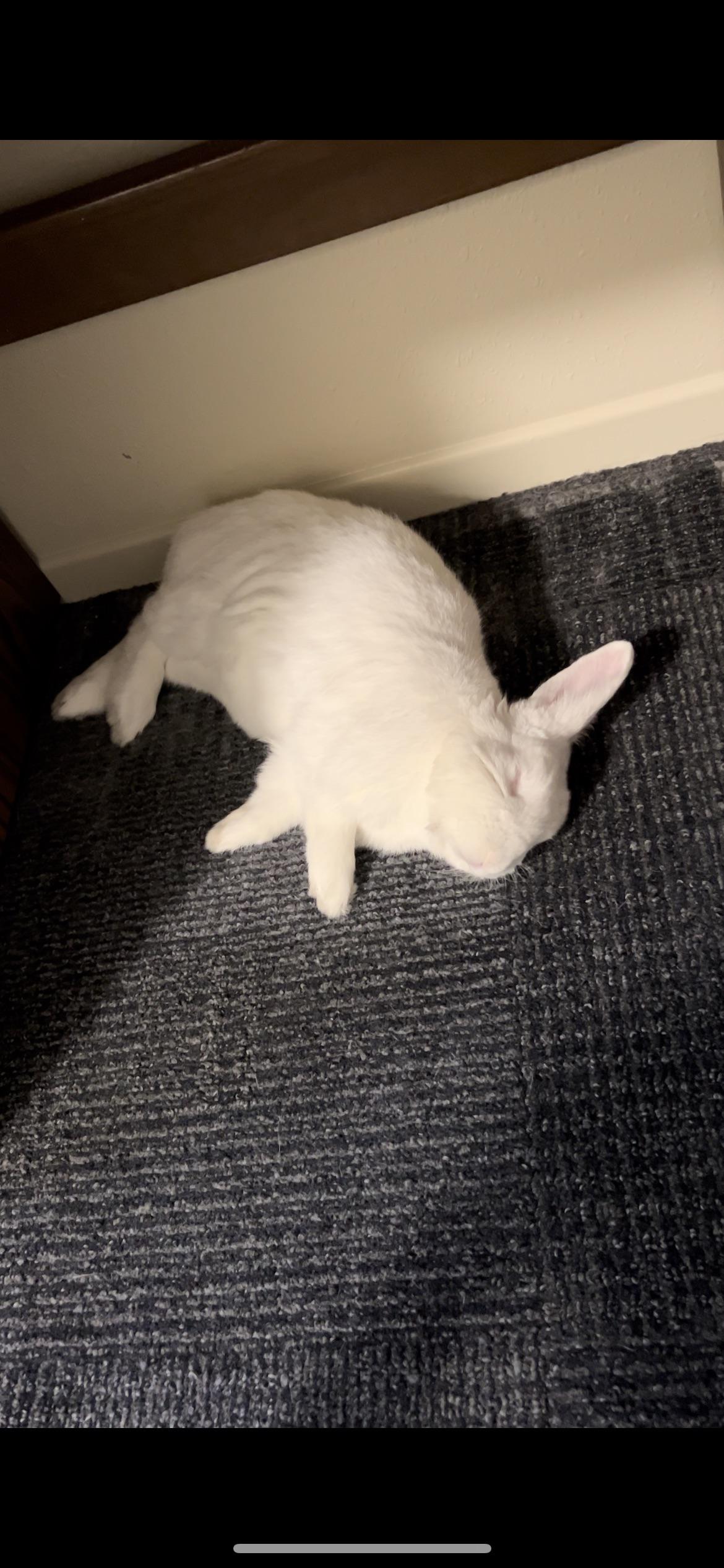 The stages of bunny bliss | Scrolller