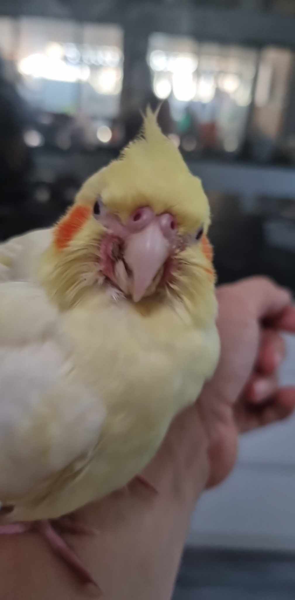 Discover more like Cockatiel: Weird black/pink lump on my cockatiel face. and Related Content ...