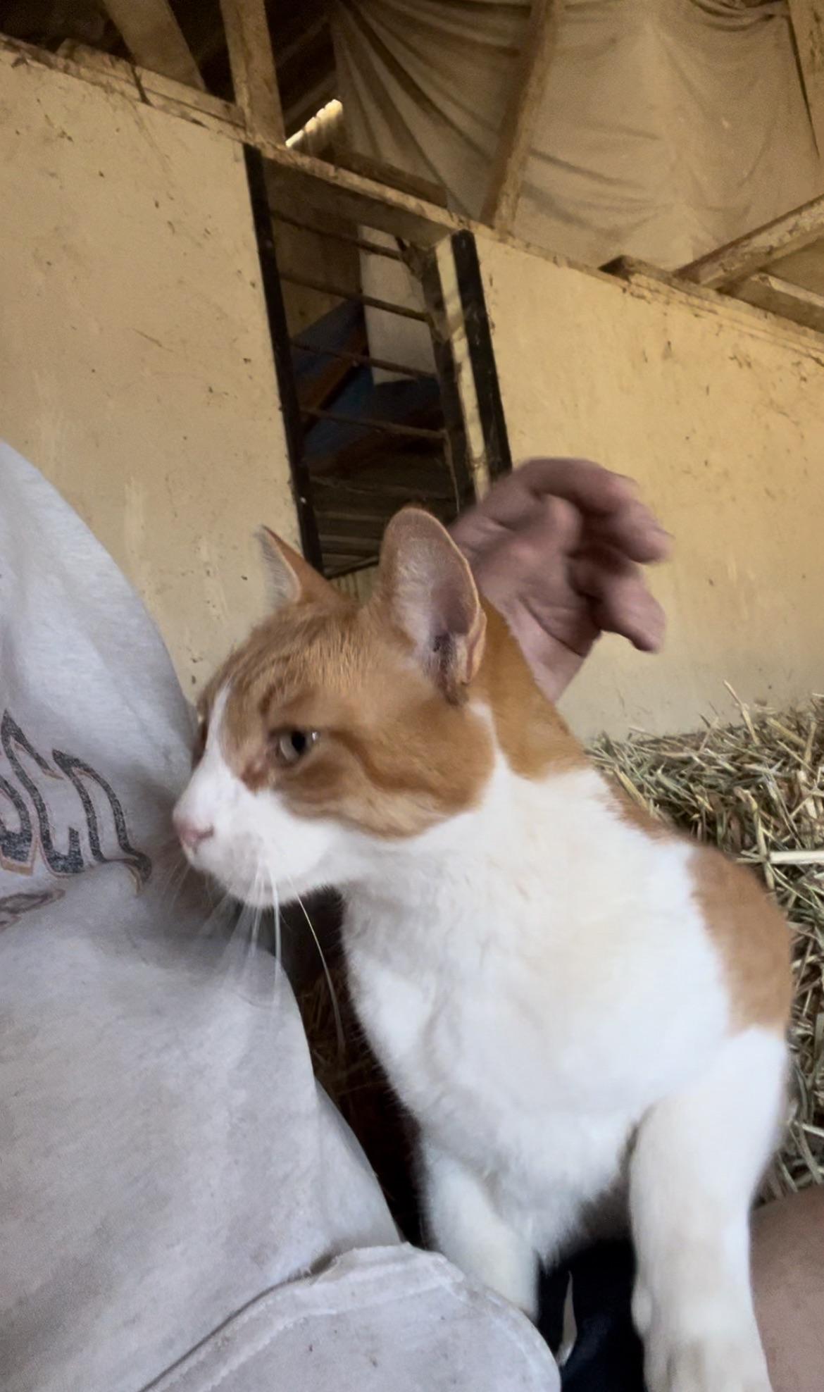 Our barn cat (OC) | Scrolller