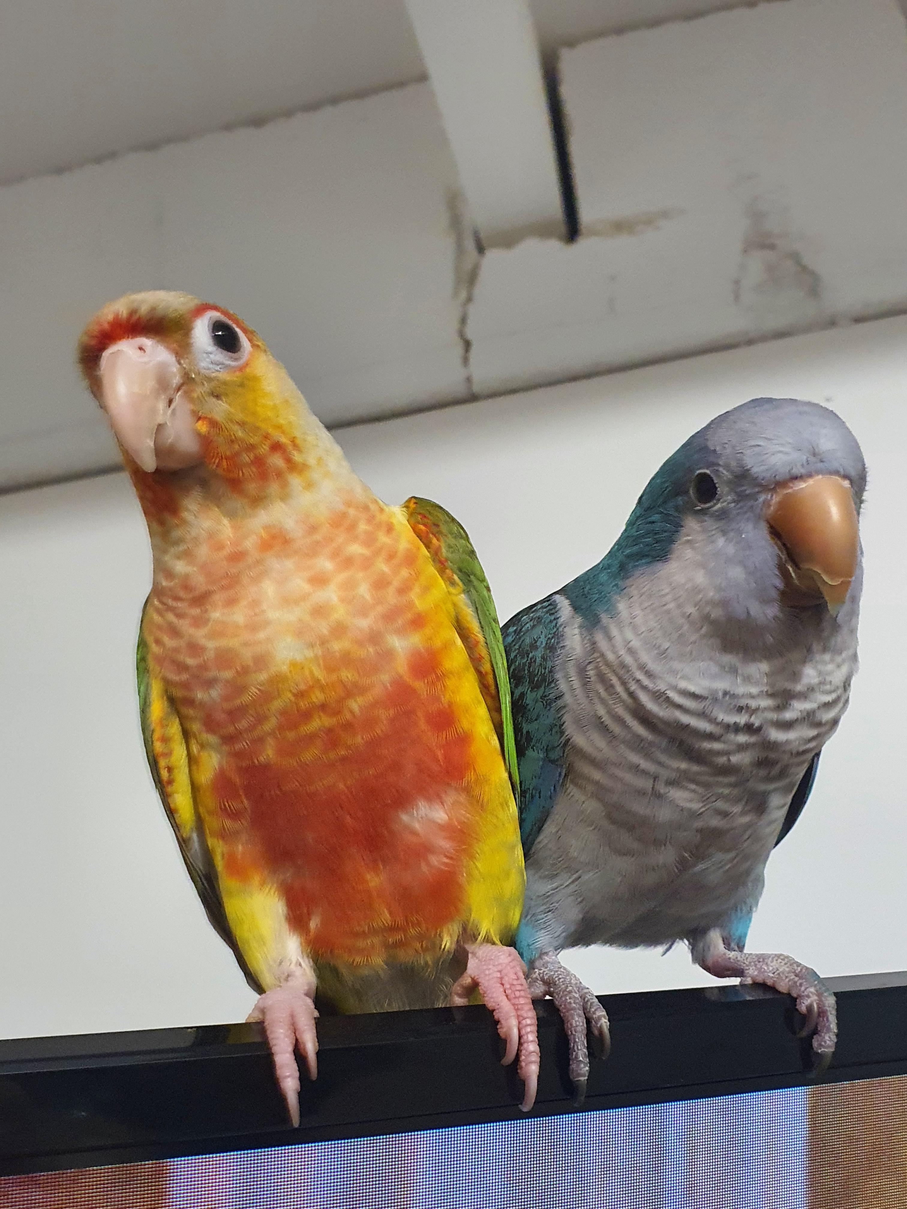 How did you guys get past the big nipping stage with your birds? | Scrolller