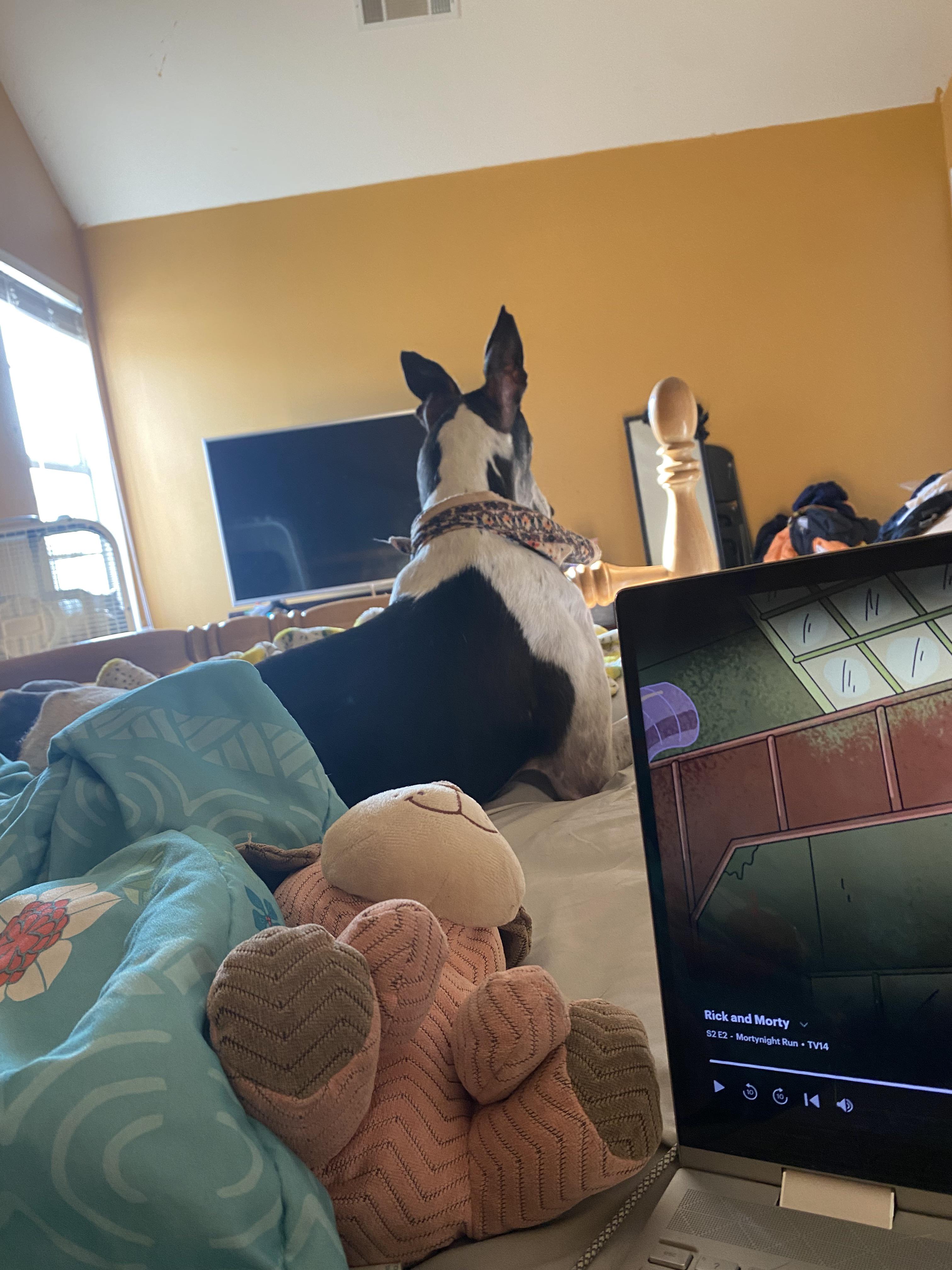 Recently moved, think my noodle is settling in nice :) | Scrolller