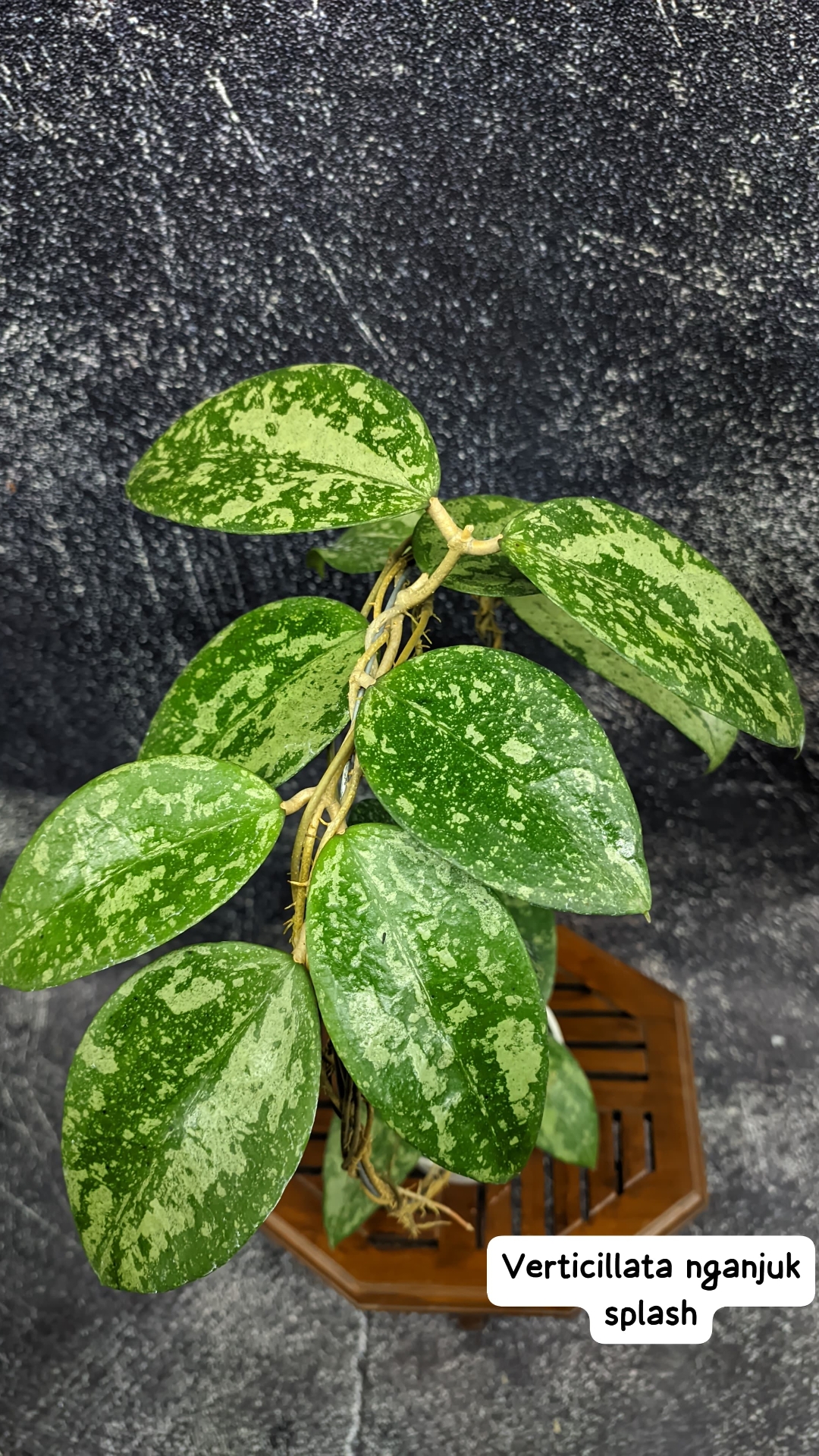 Hoya spp... Indonesia | Scrolller