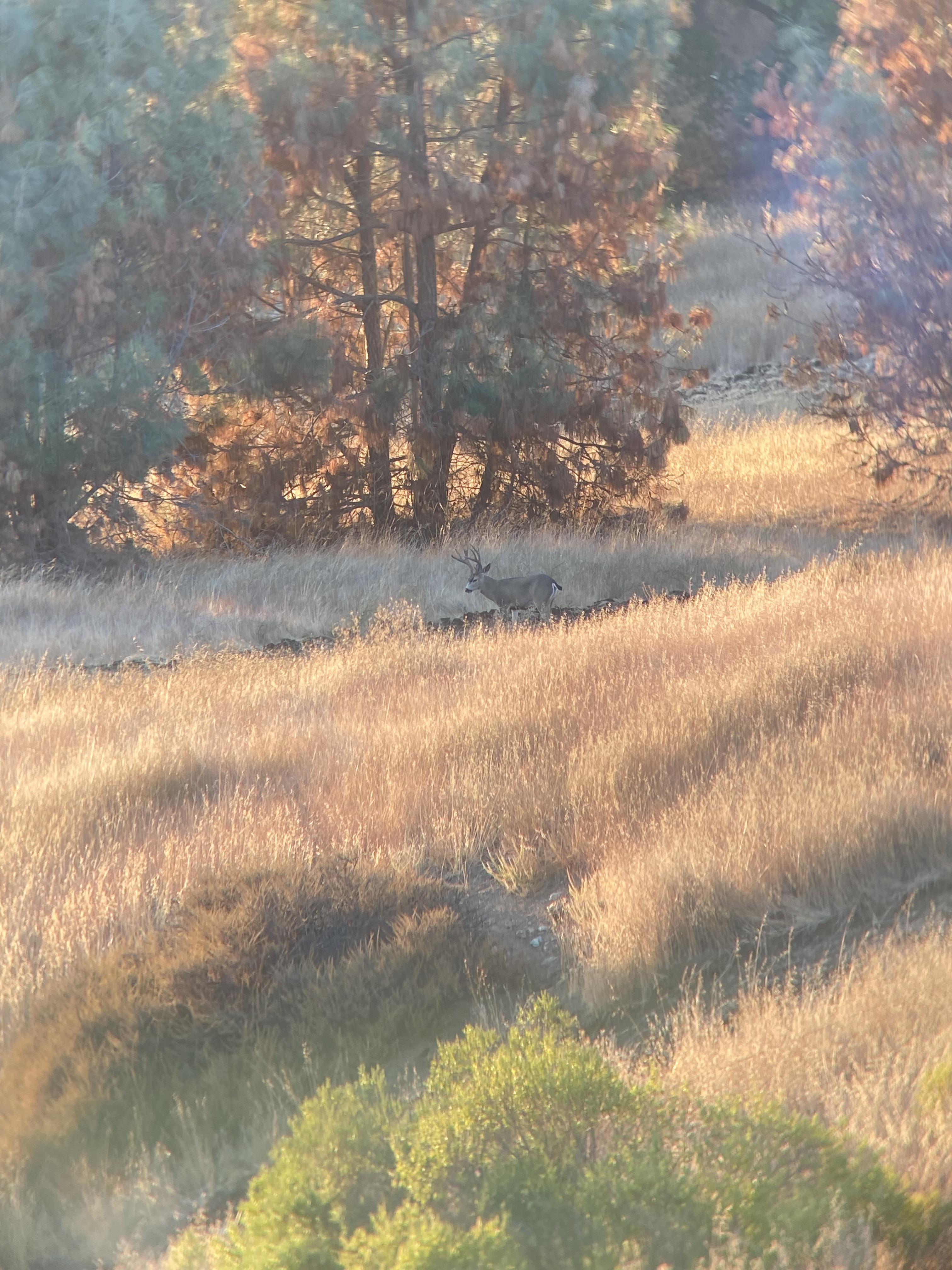 Target Buck Down | Scrolller