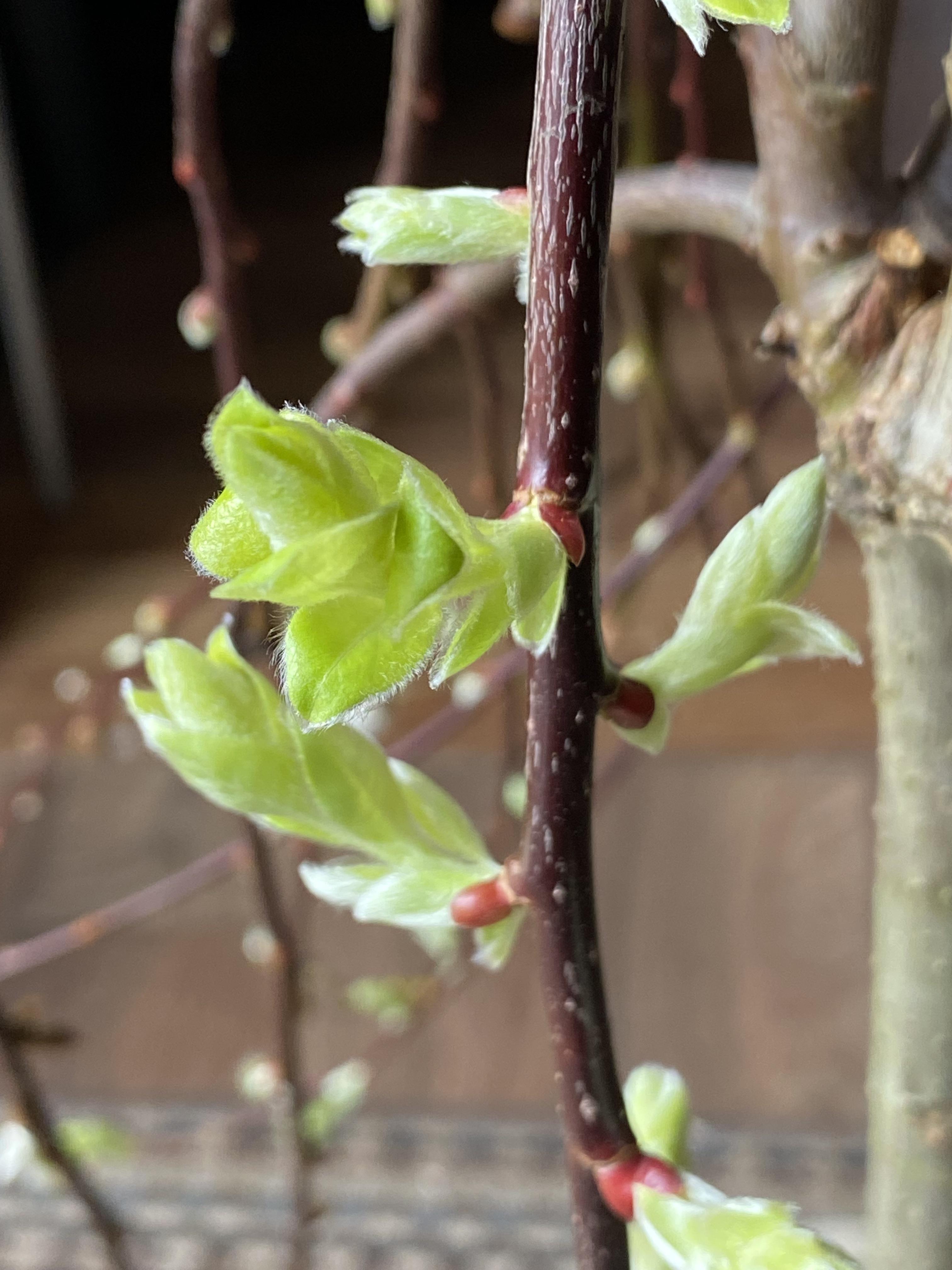 Are these willows 2 different species? | Scrolller