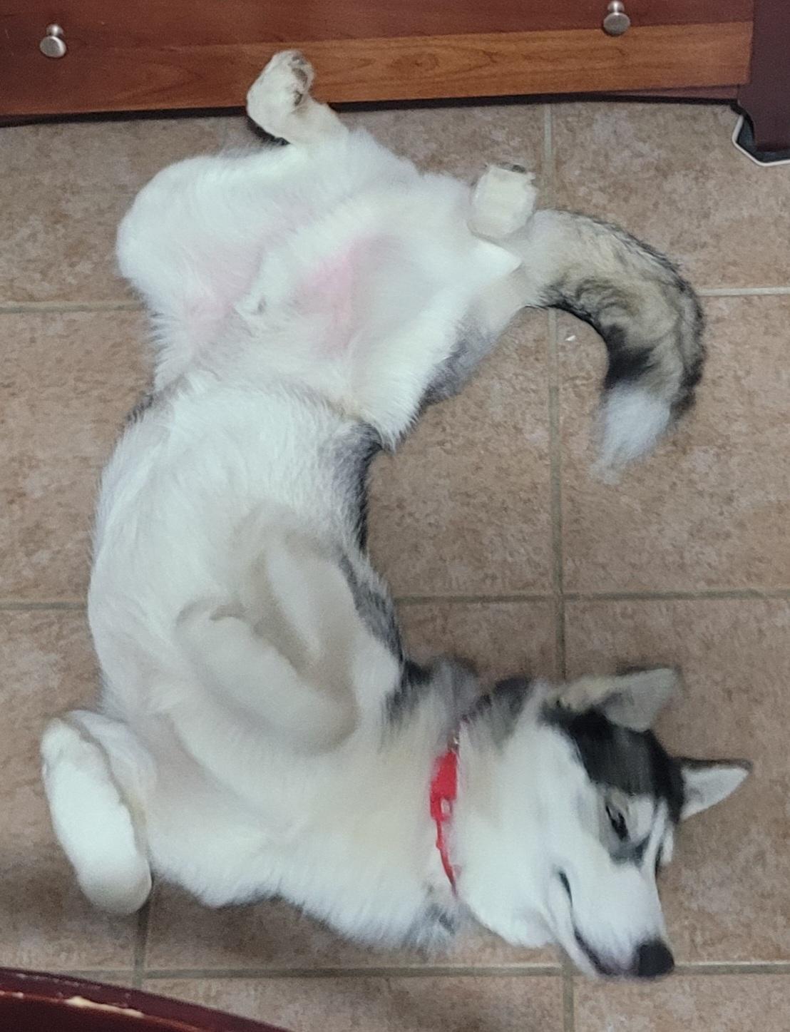 After joining this /r, i see that this really IS how huskies sleep ...
