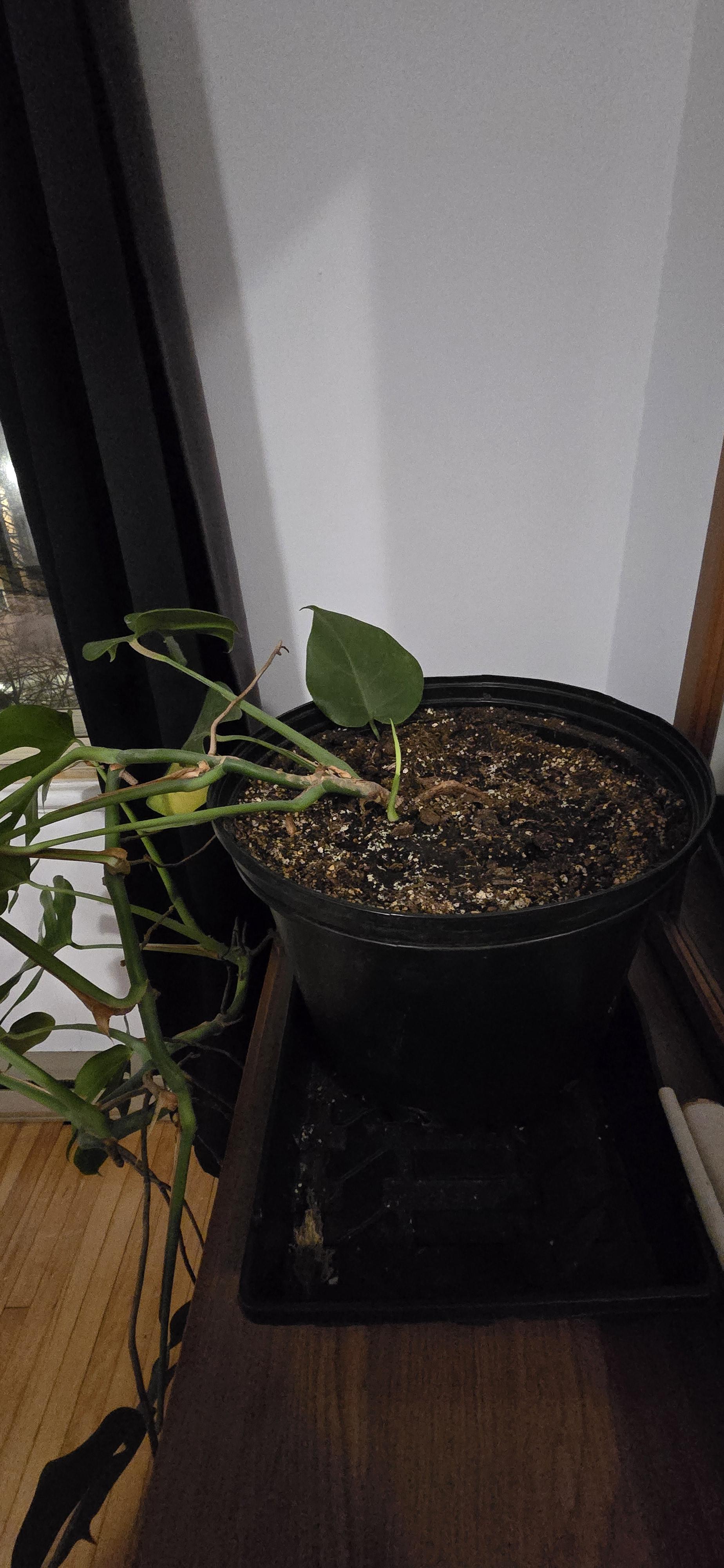 Discover more like Monstera: How to support hanging monstera and Related Content | Scrolller