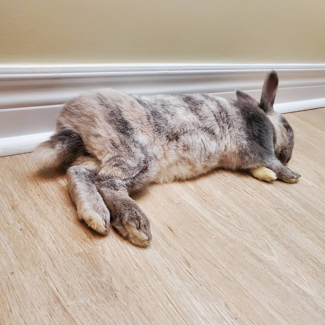 Discover more like Rabbits: Any guesses of her breed? and Related Content | Scrolller