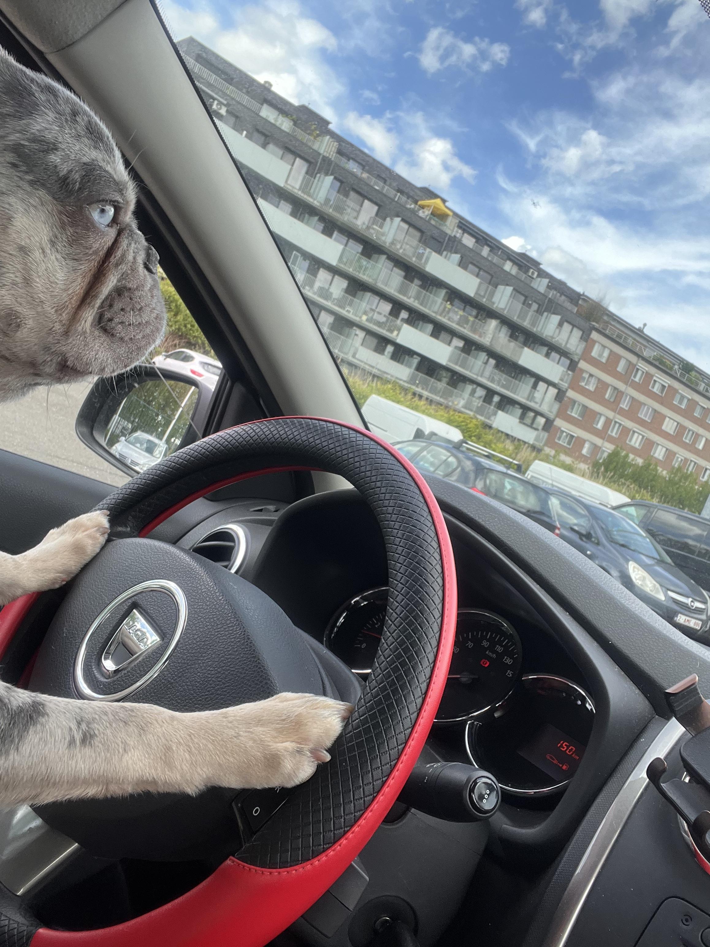 Marcel’s first driving lessons went well | Scrolller