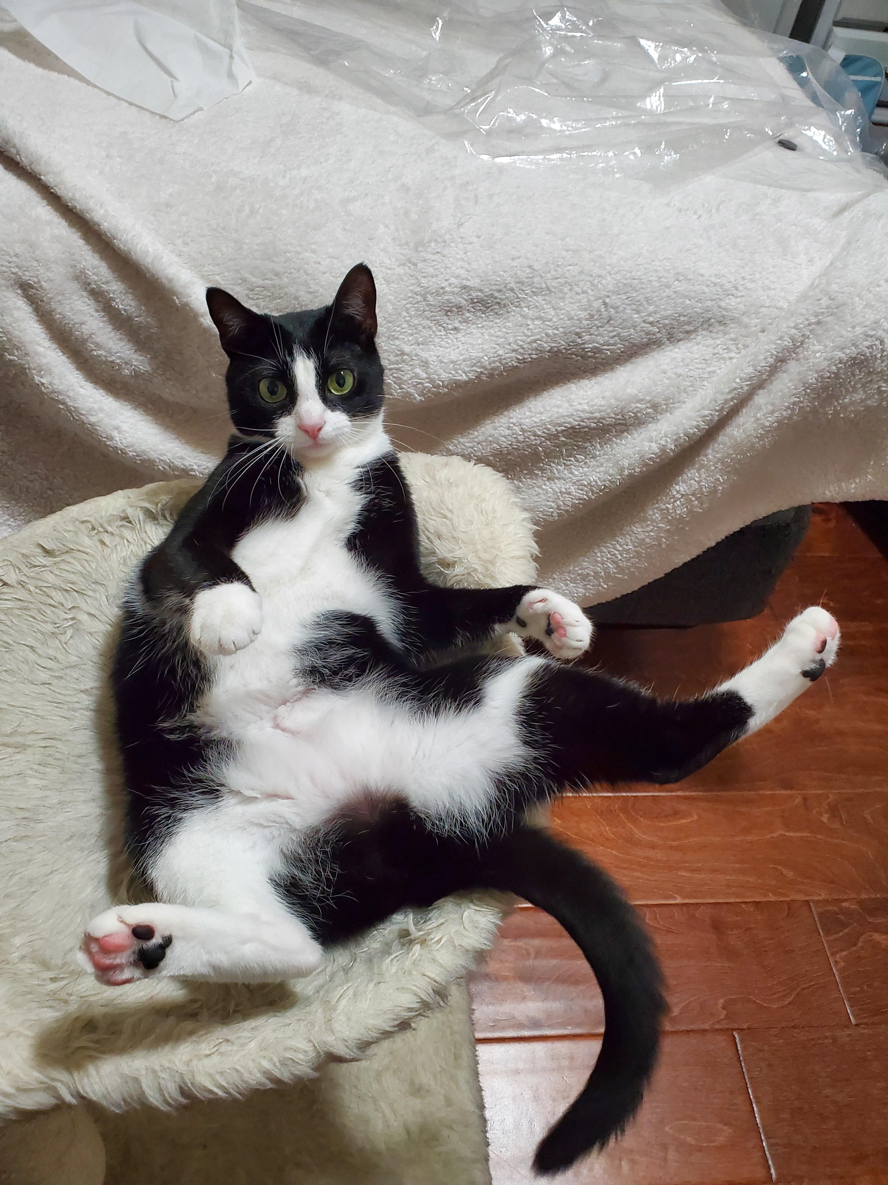 My tuxedo ! | Scrolller