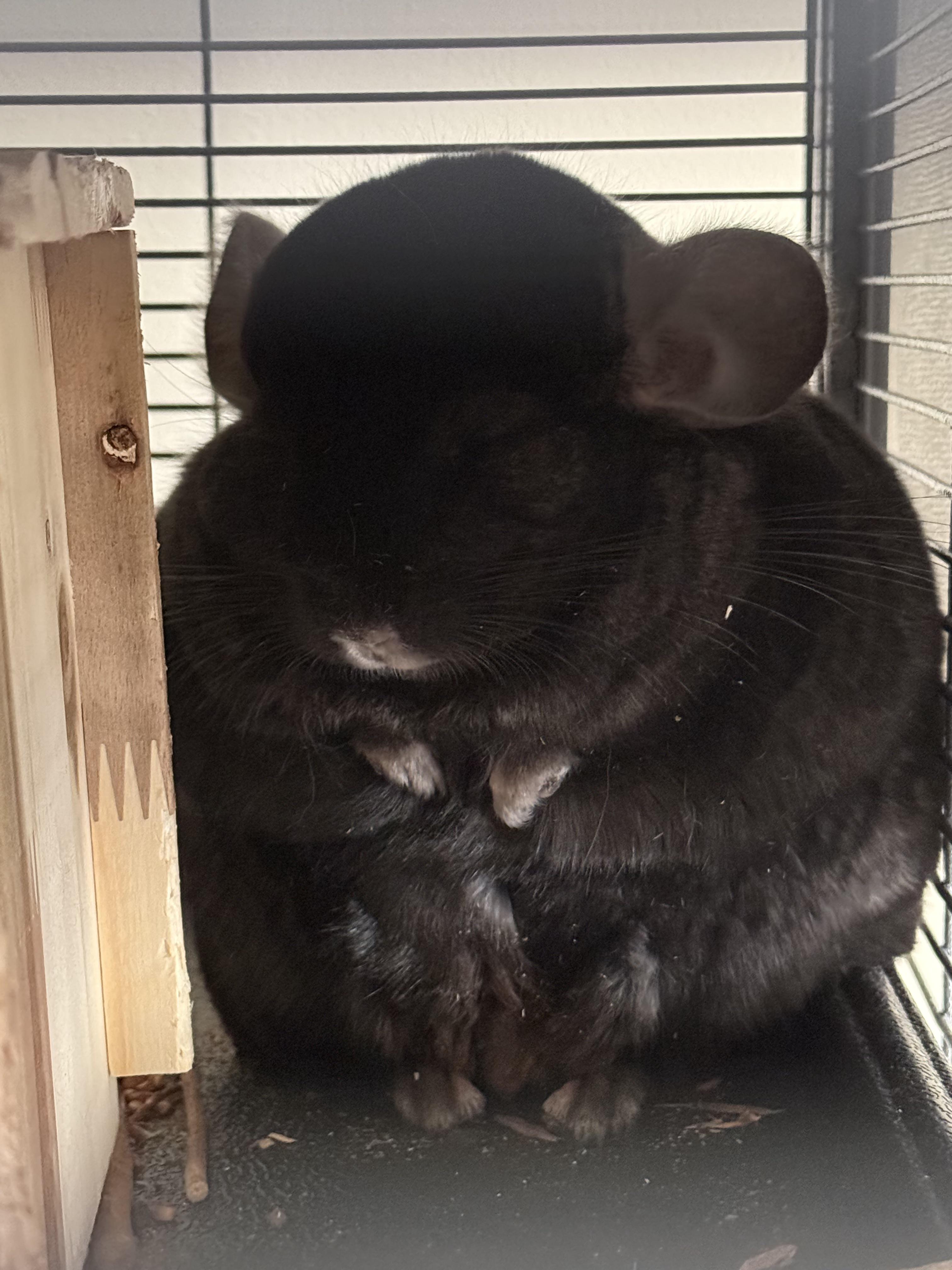 WARNING : too chonky | Scrolller