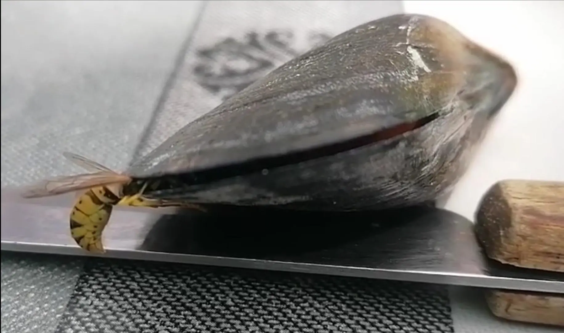 Discover more like WaspHating: Wasp tried to eat a living Mussel, got Killed instead... and ...