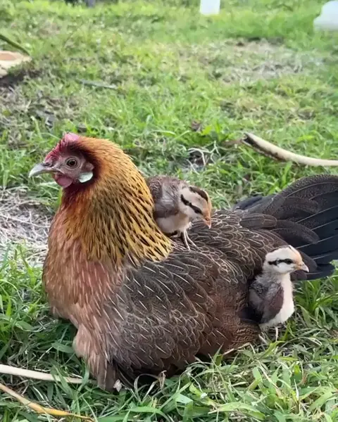 Watching the chicks | Scrolller