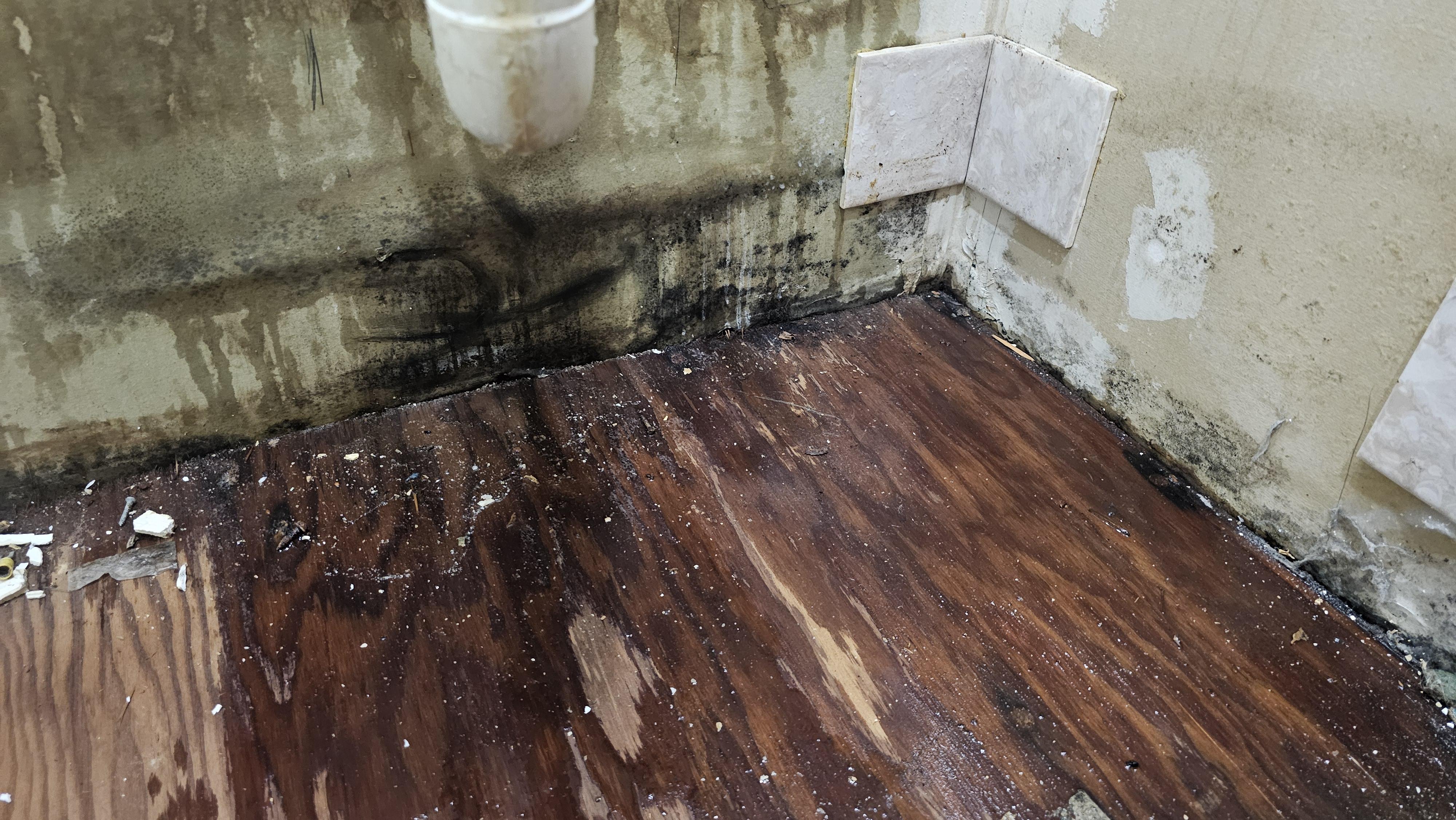 Is this mold? | Scrolller