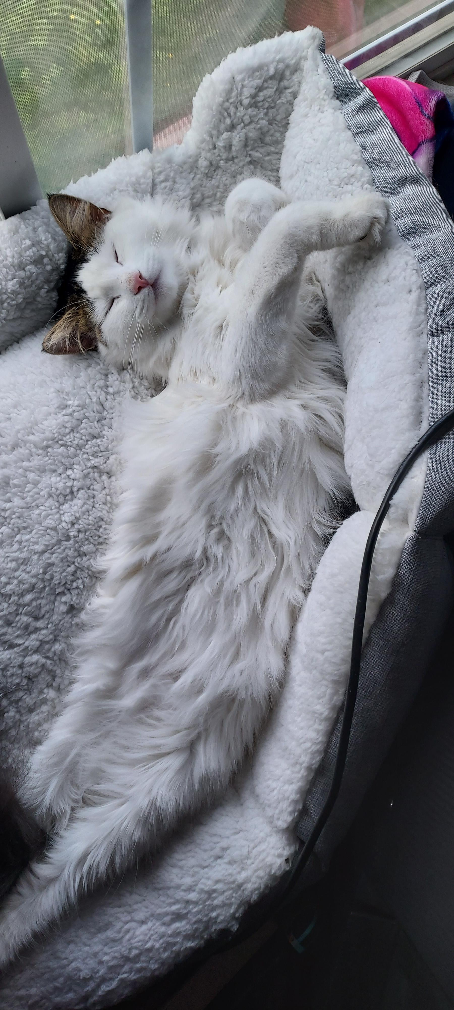 11 Months of Floof | Scrolller