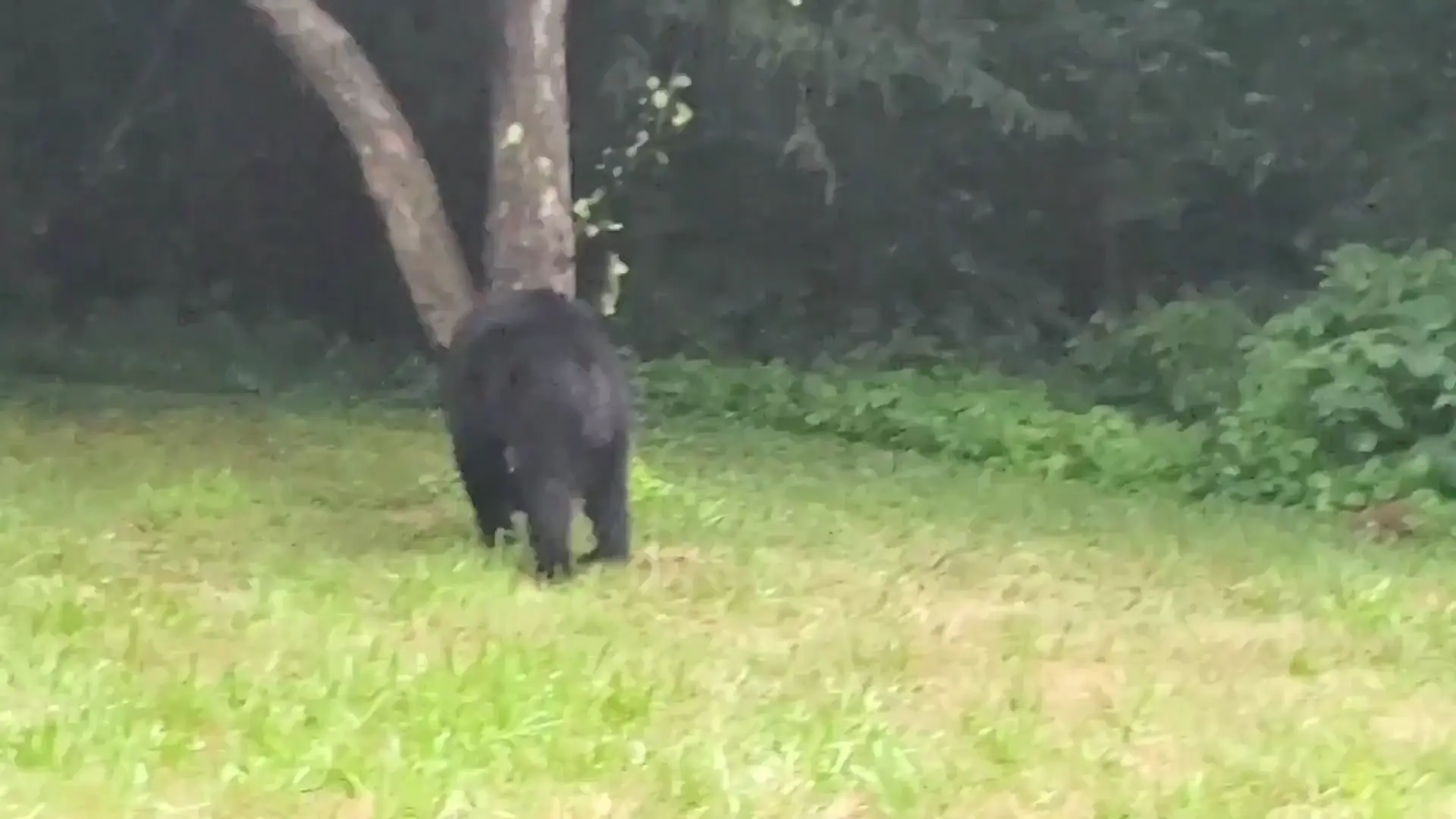 WCGW following a bear | Scrolller