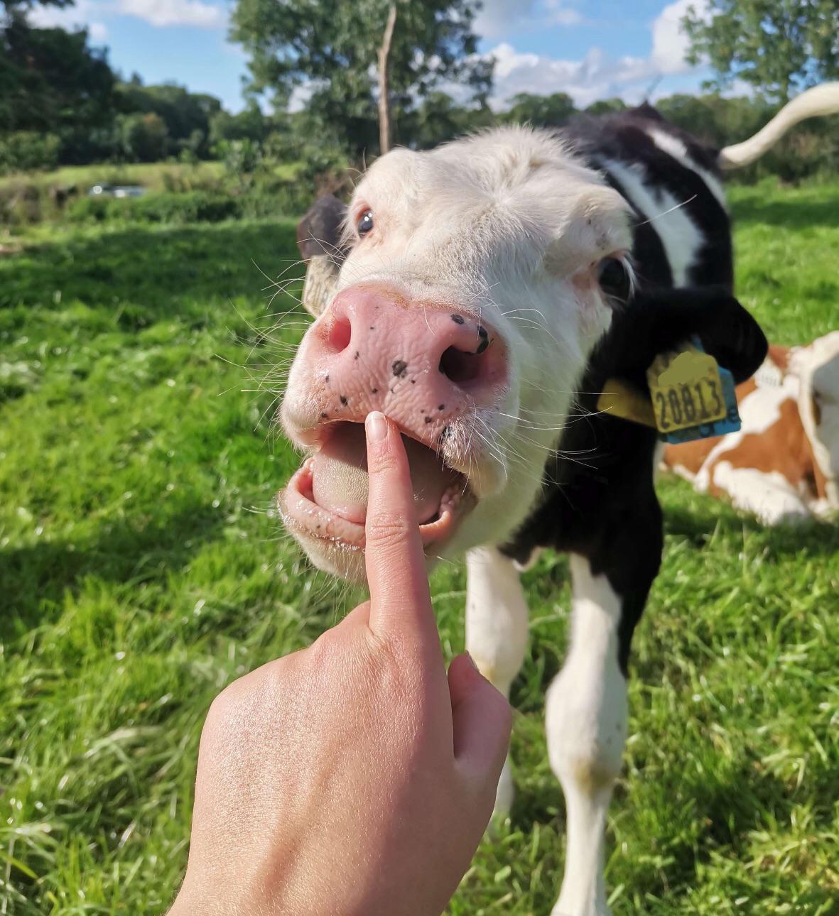 Magpie does the most dramatic mlems! | Scrolller