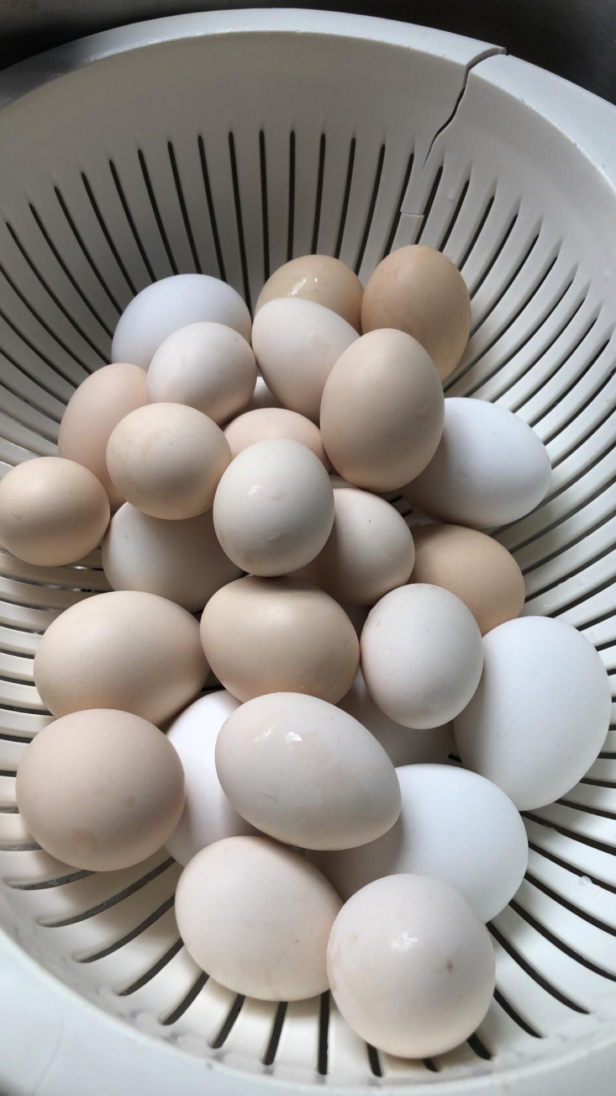 The Eggs My Chickens Laid for Easter | Scrolller