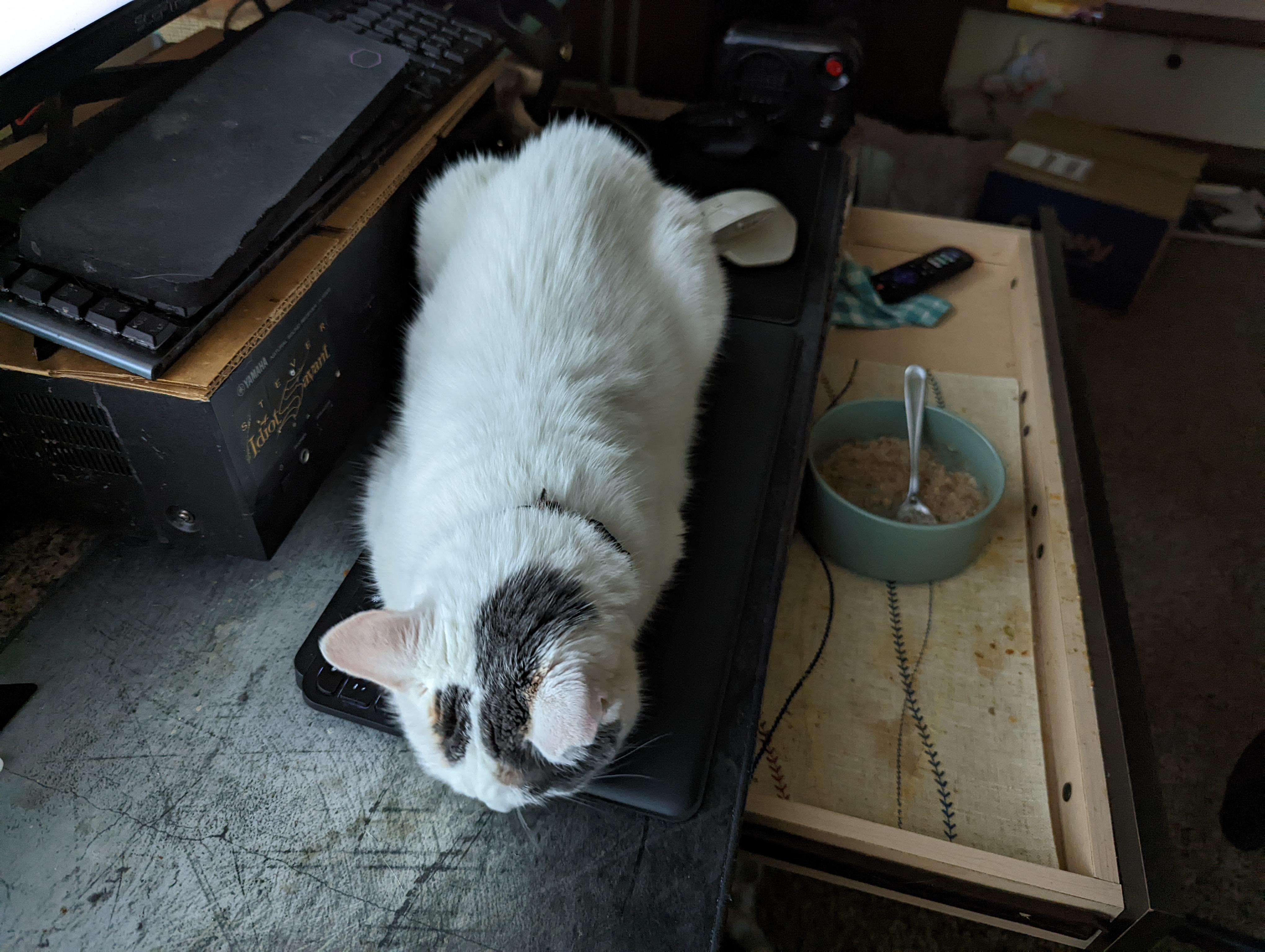 My calico on my keyboard compilation | Scrolller