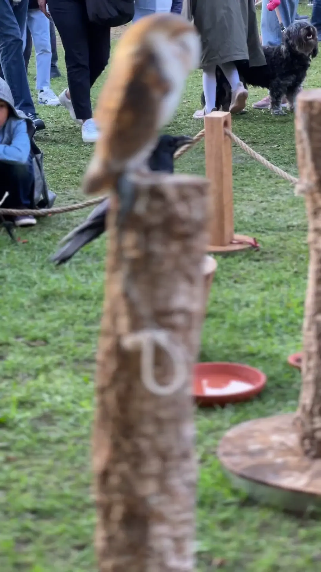 Western barn owl | Scrolller