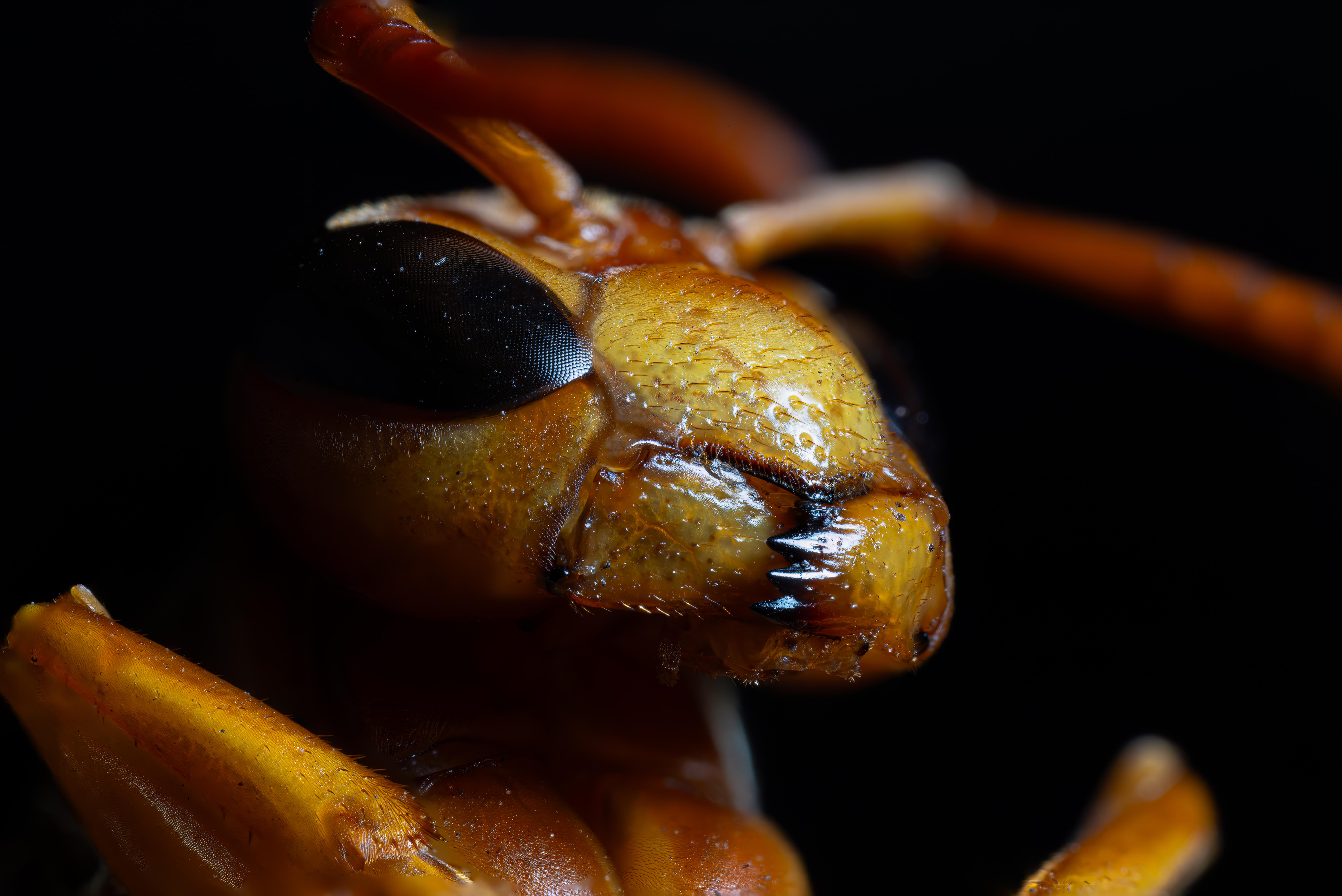 Western Cicada Killer | Scrolller