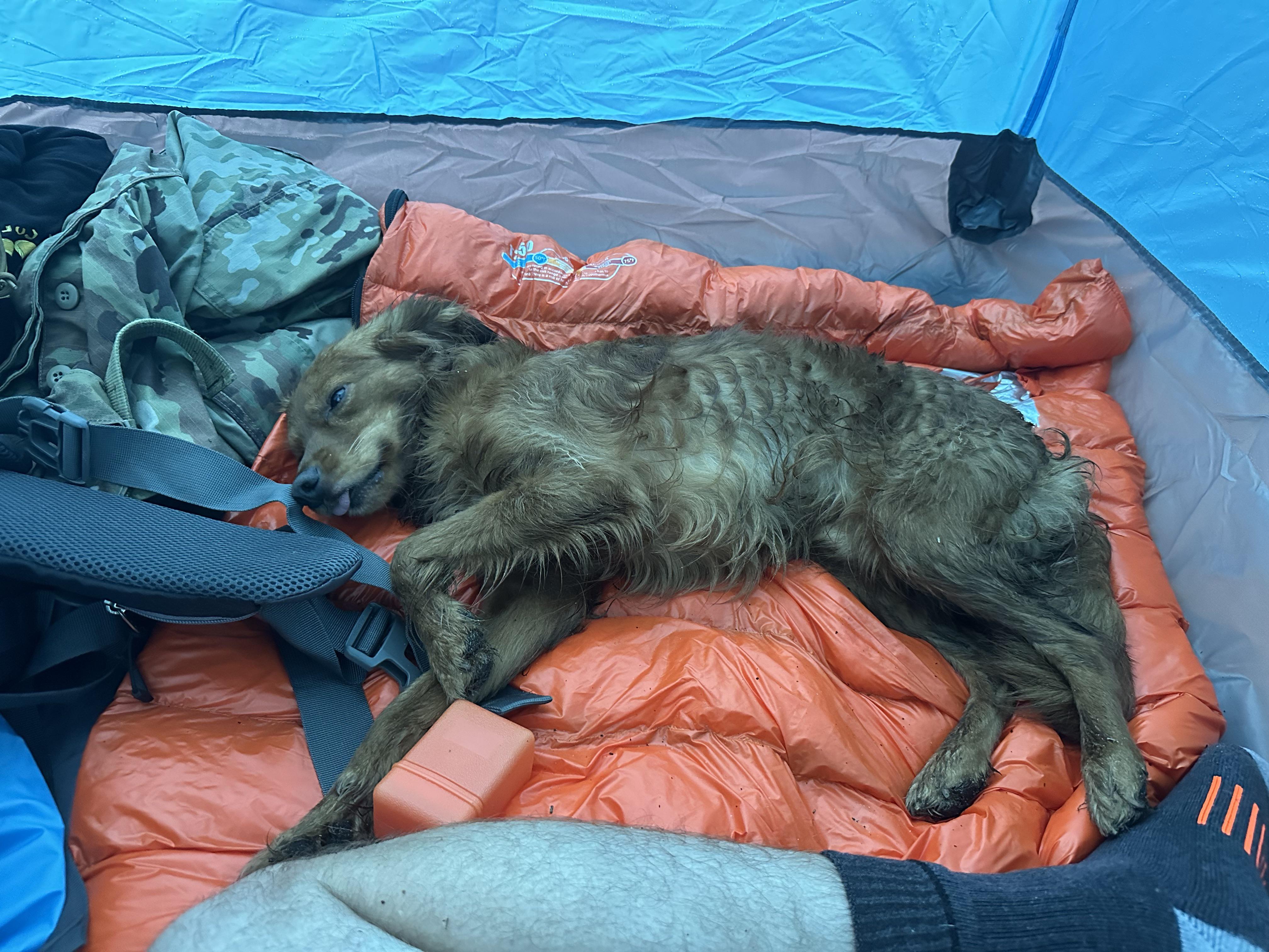 Murphy’s first camping trip | Scrolller
