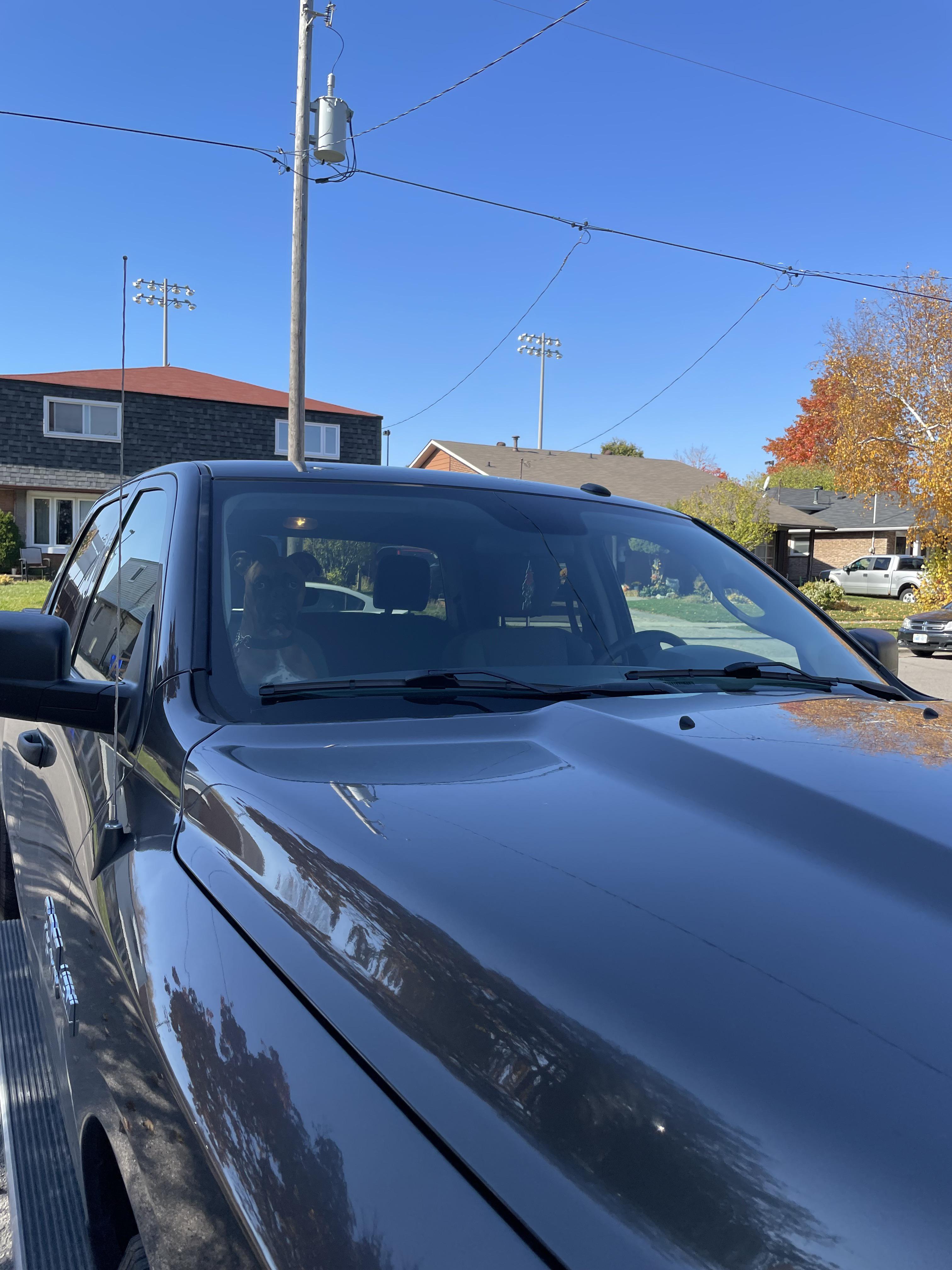Tyson enjoyed his first ride in the new truck! | Scrolller