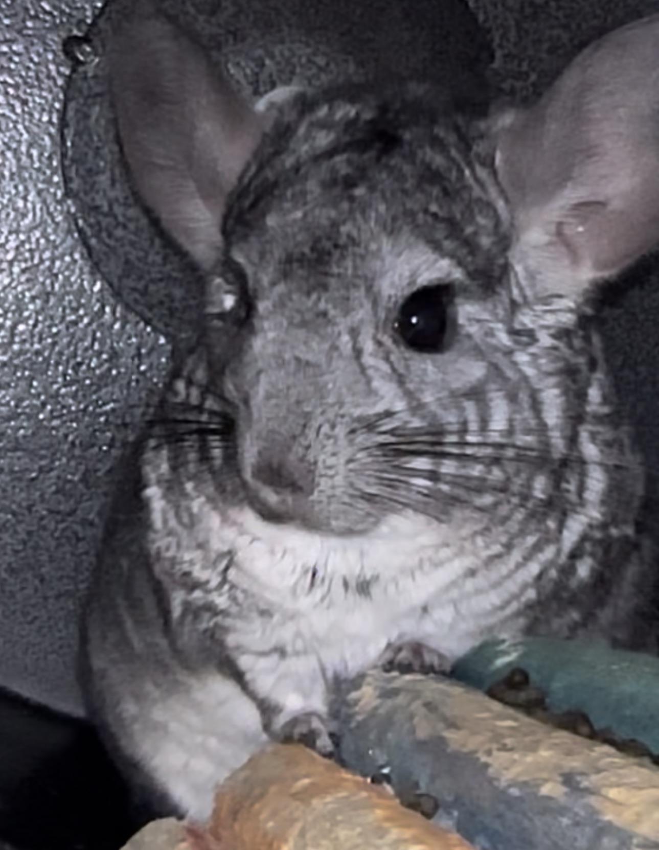 Bald spots chinchilla feet | Scrolller