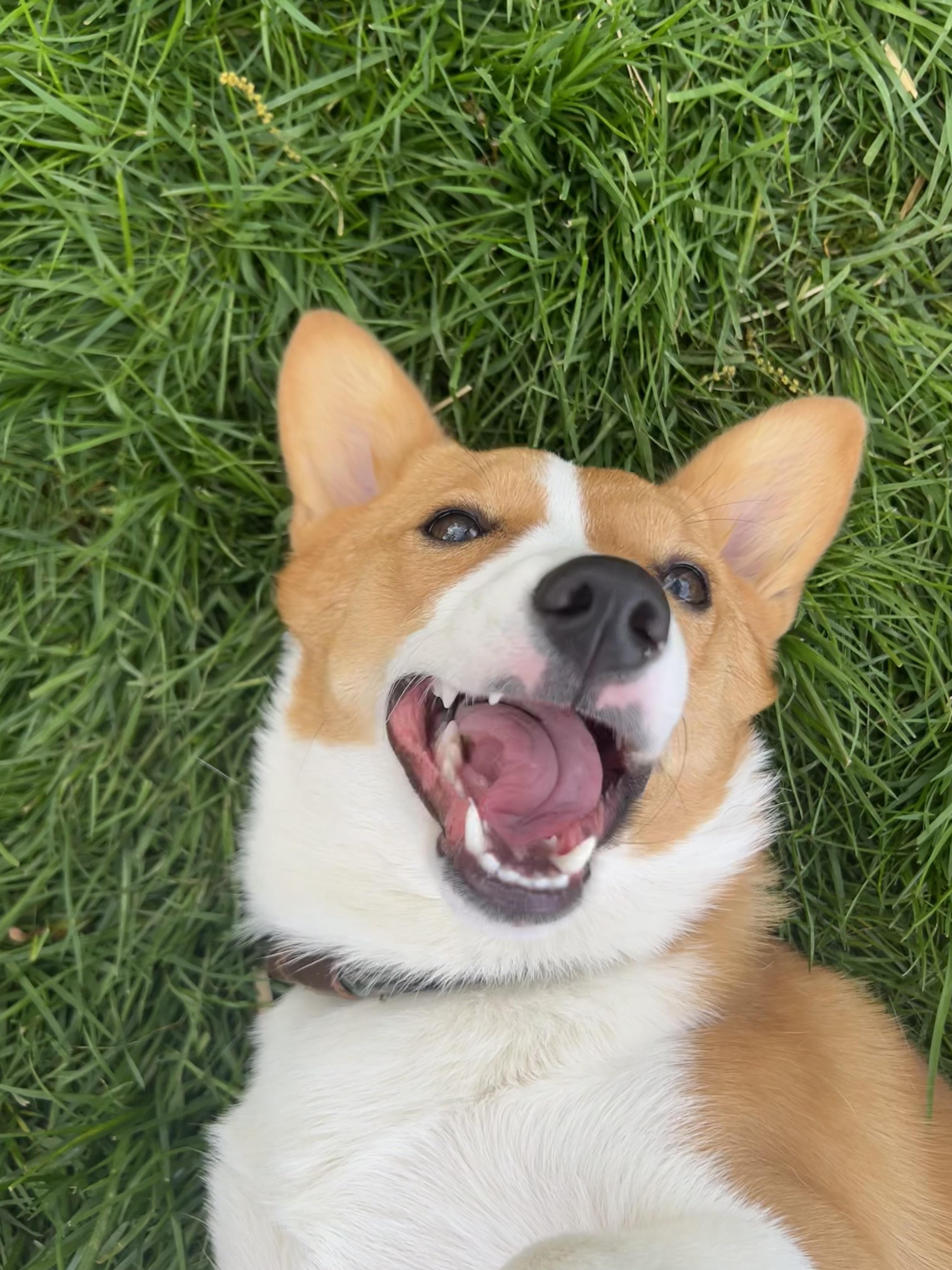 Discover more like Corgi: Just saying how much i love my corgi🥰🥰🥰 and Related Content | Scrolller